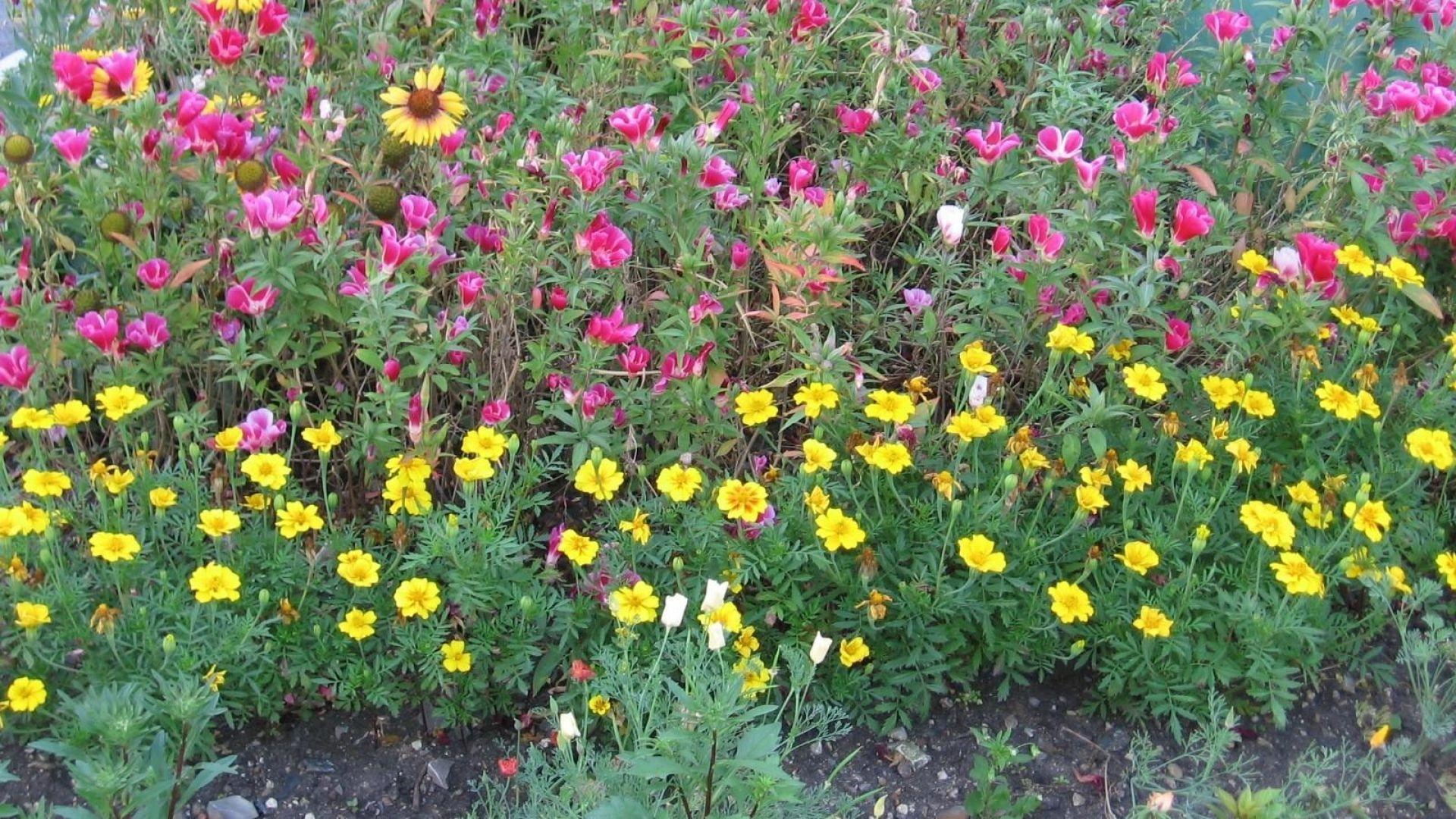 Velvet Flower Wallpapers - Top Free Velvet Flower Backgrounds ...