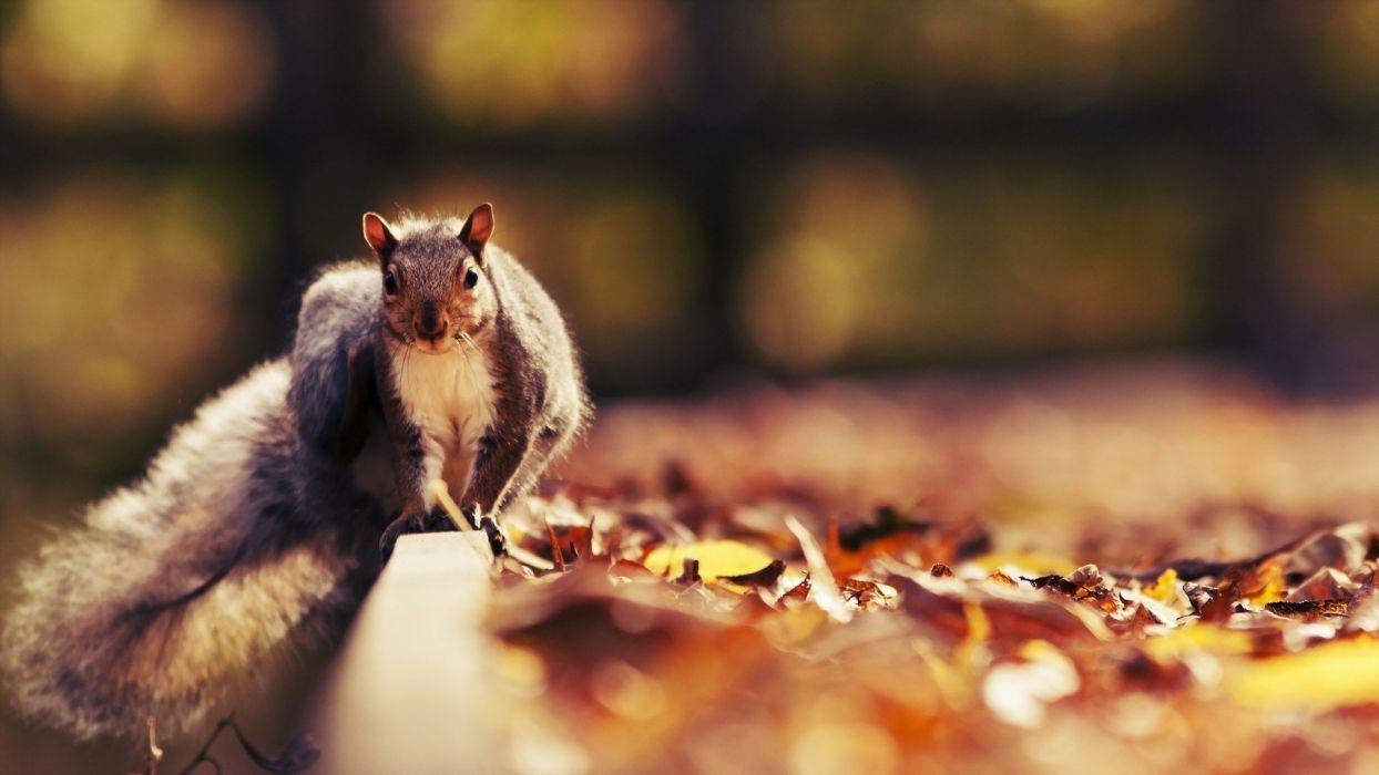 Autumn Animals Wallpapers - Top Free Autumn Animals Backgrounds ...