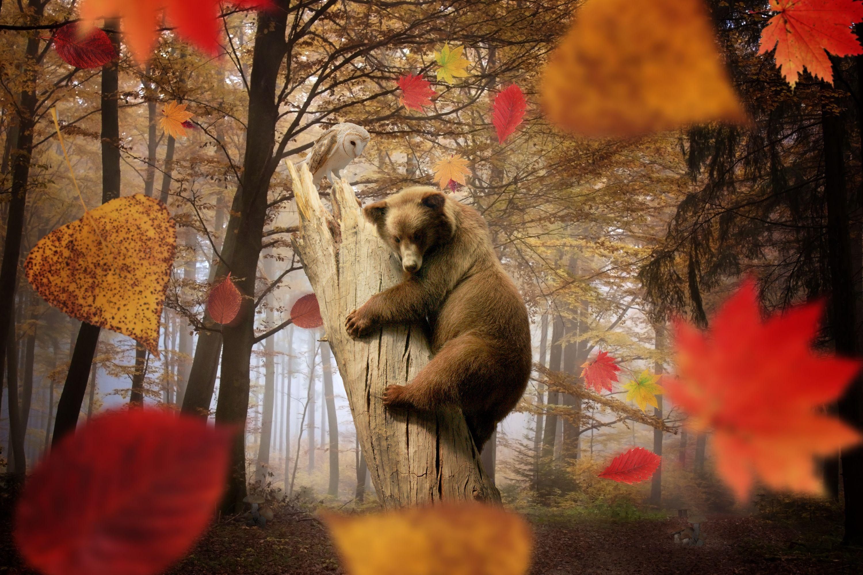 Fall Wallpaper With Animals