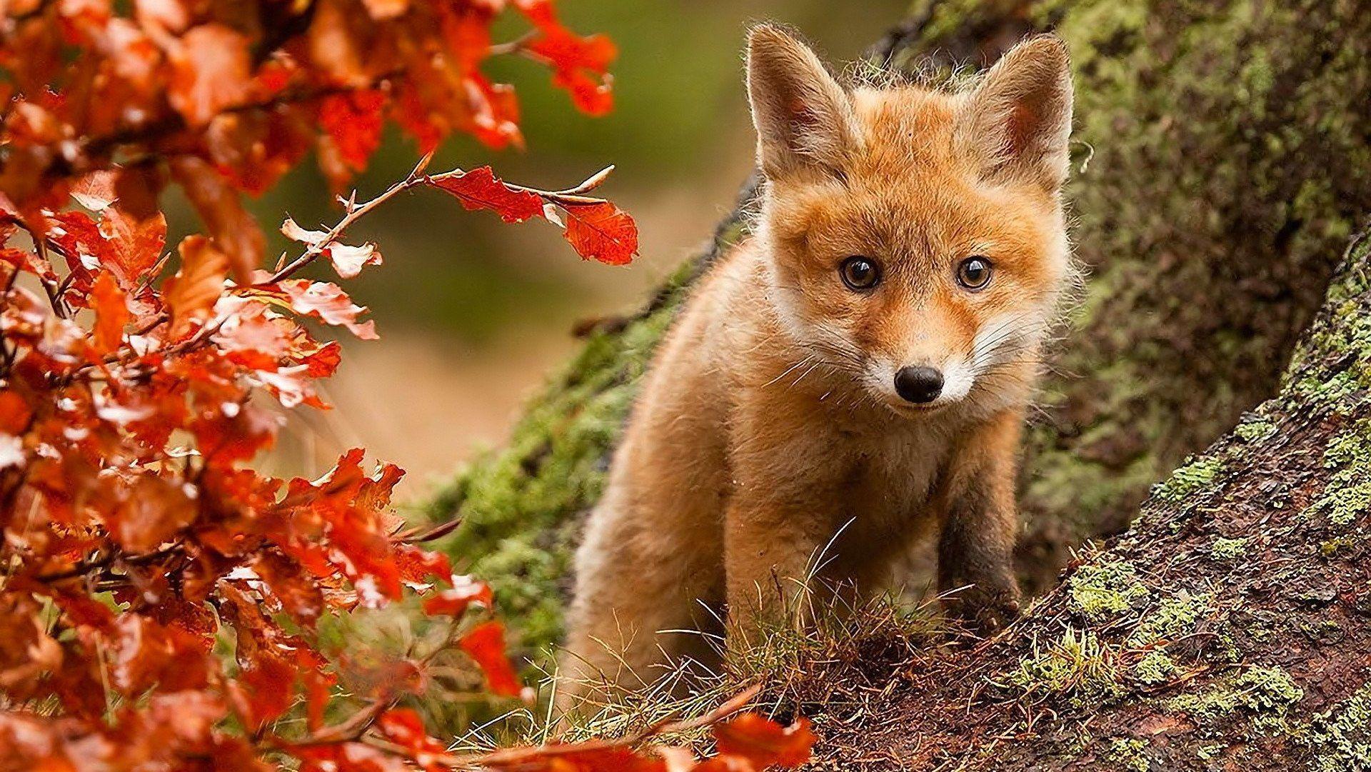 Autumn Animals Wallpapers - Top Free Autumn Animals Backgrounds ...