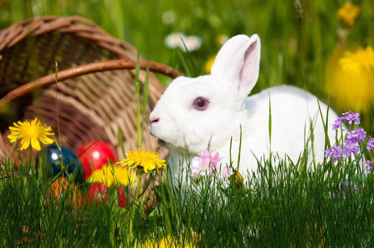 Easter Scenes Wallpapers - Top Free Easter Scenes Backgrounds ...