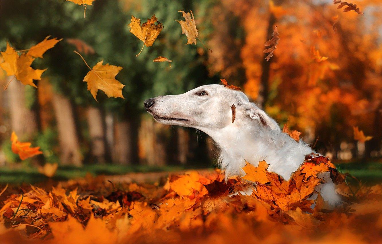 Autumn Animals Wallpapers - Top Free Autumn Animals Backgrounds ...