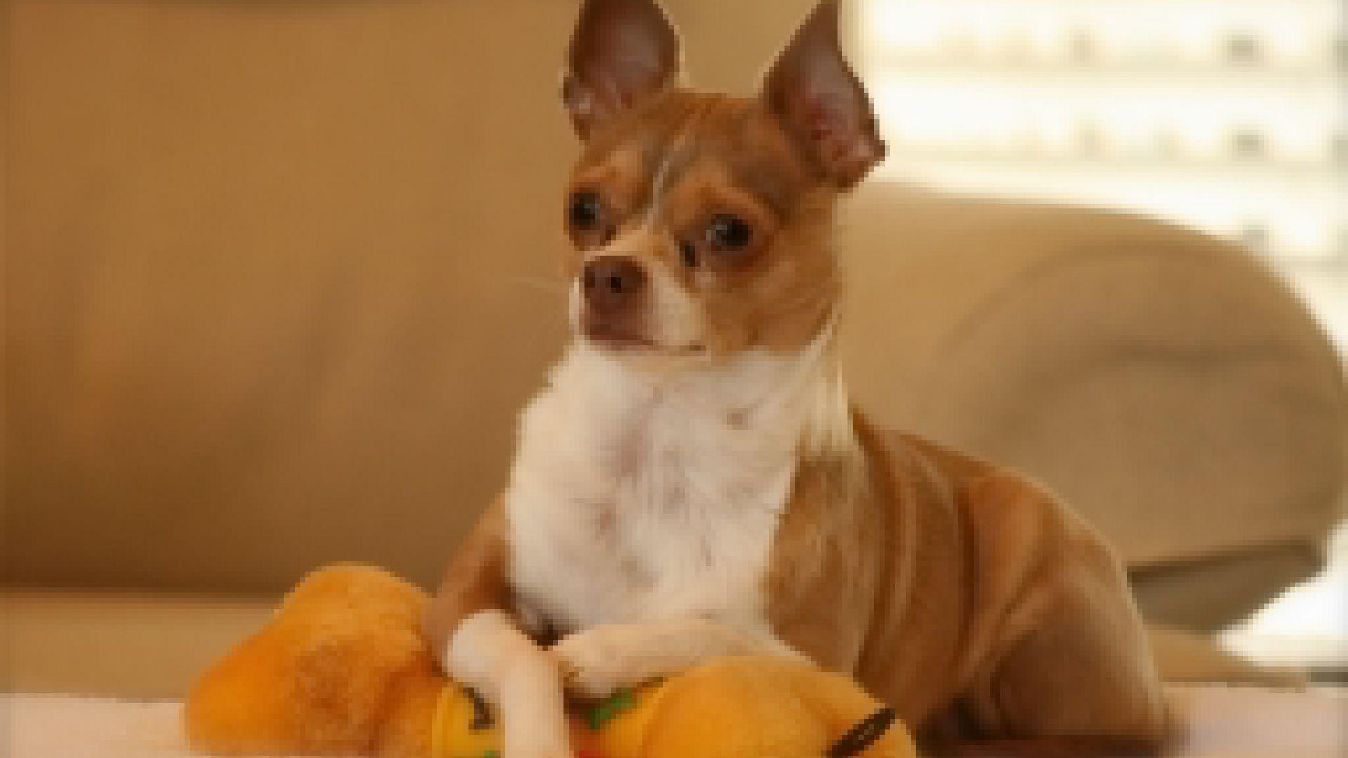 Dog Toy Wallpapers - Top Free Dog Toy Backgrounds - WallpaperAccess