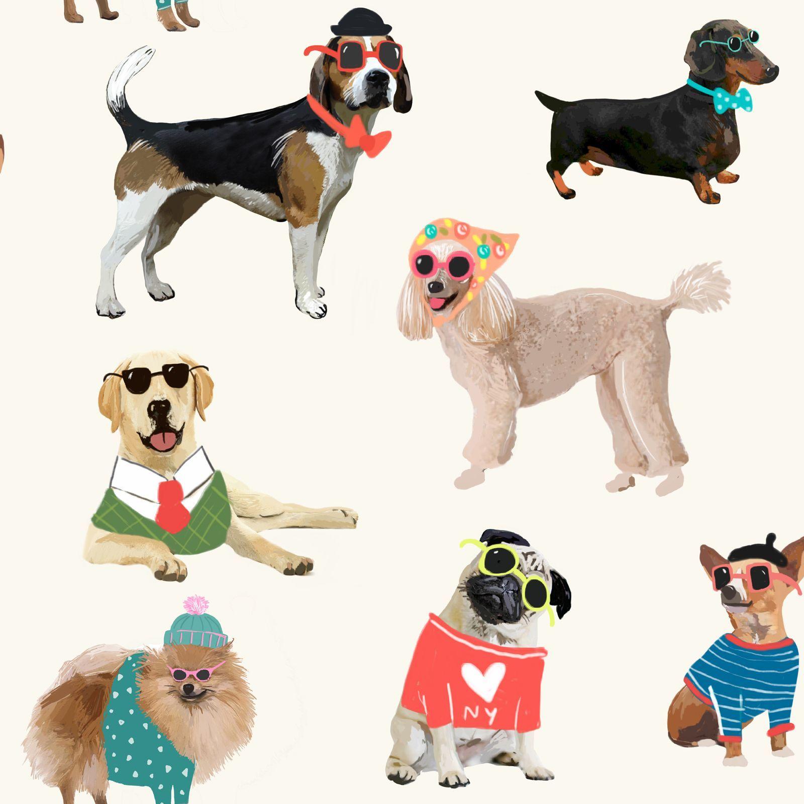 Dog Toy Wallpapers - Top Free Dog Toy Backgrounds - WallpaperAccess