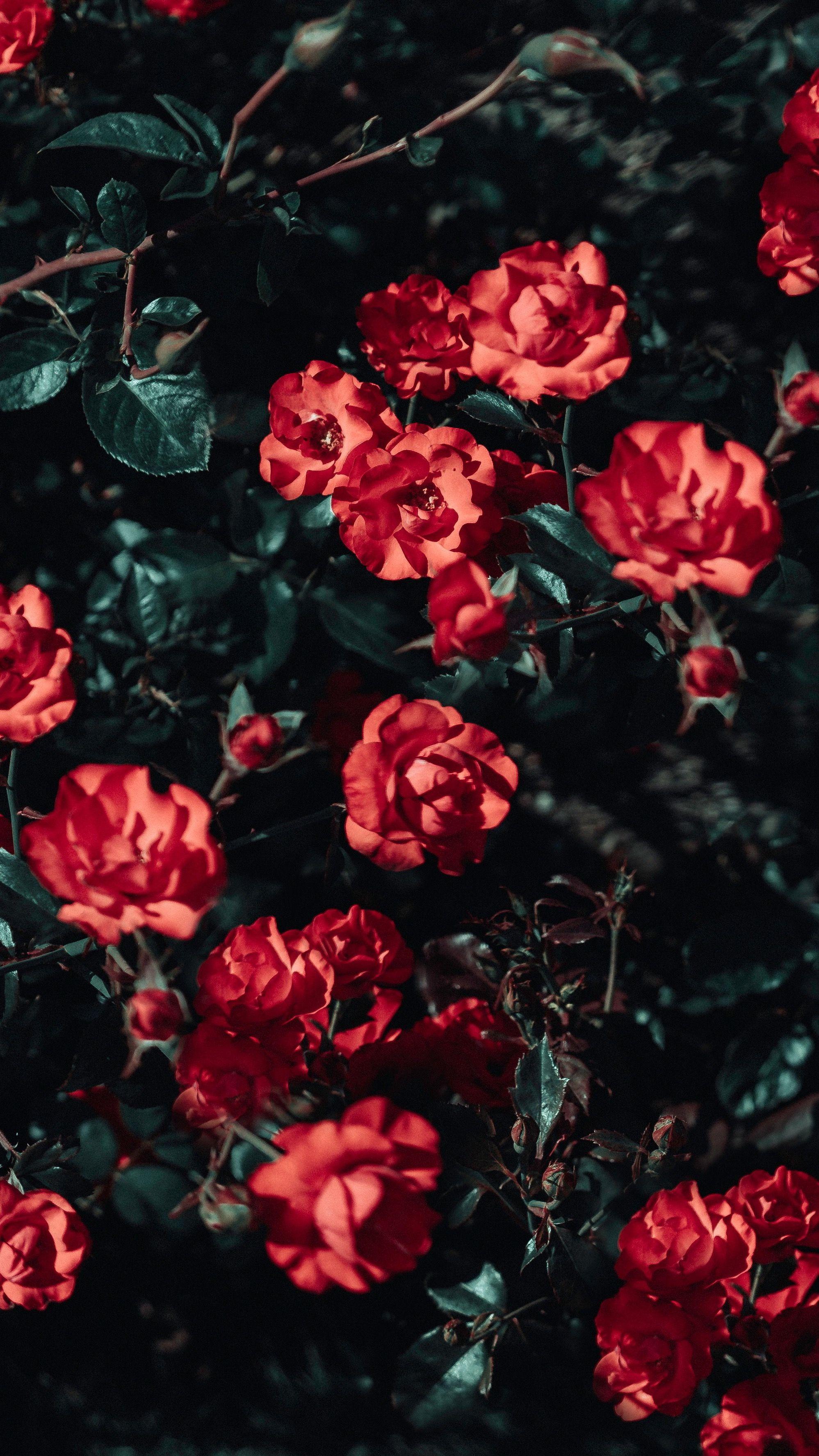 Issa Vibe Wallpapers - Top Free Issa Vibe Backgrounds - WallpaperAccess