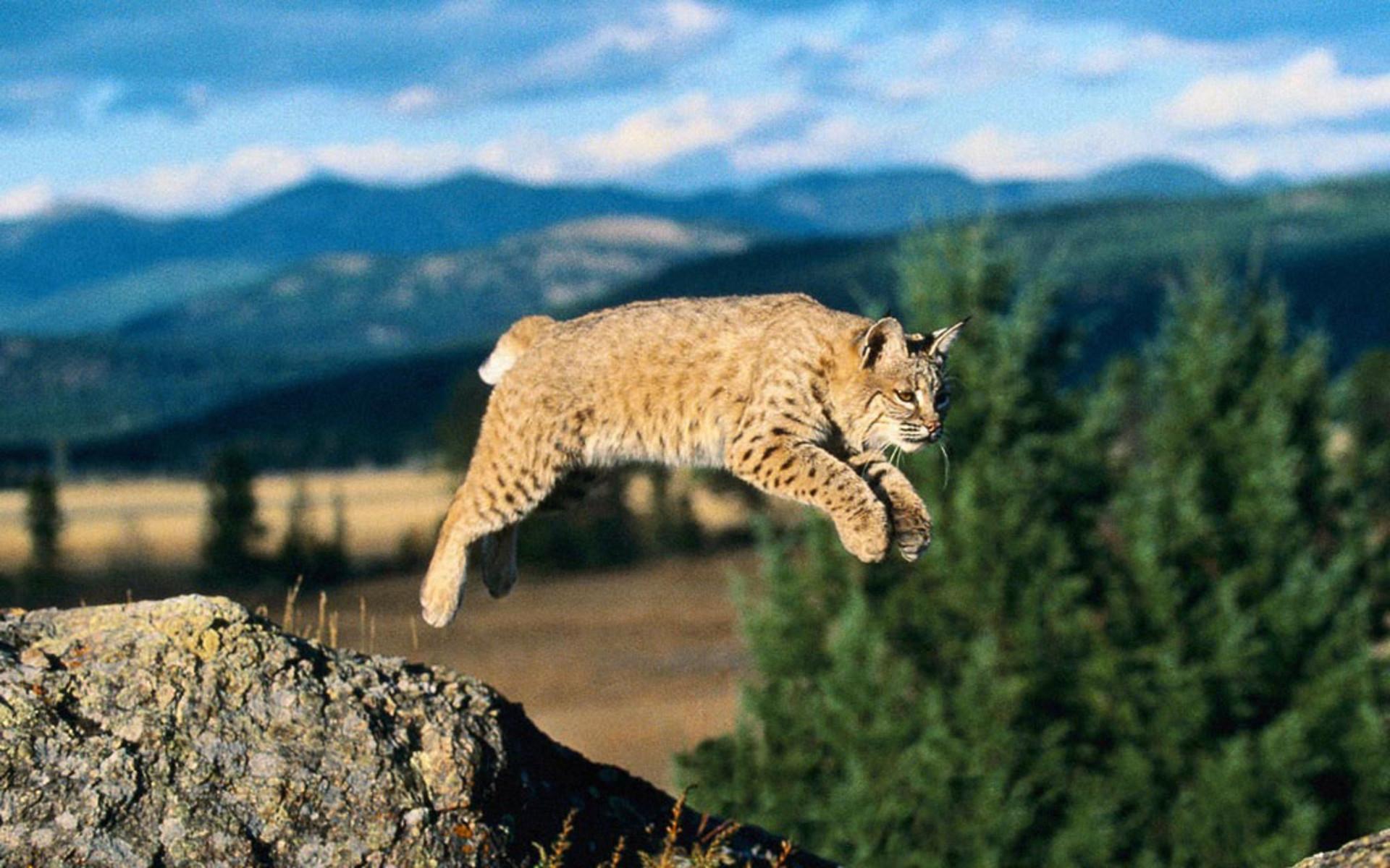 Baby Bobcat Wallpapers - Top Free Baby Bobcat Backgrounds - WallpaperAccess