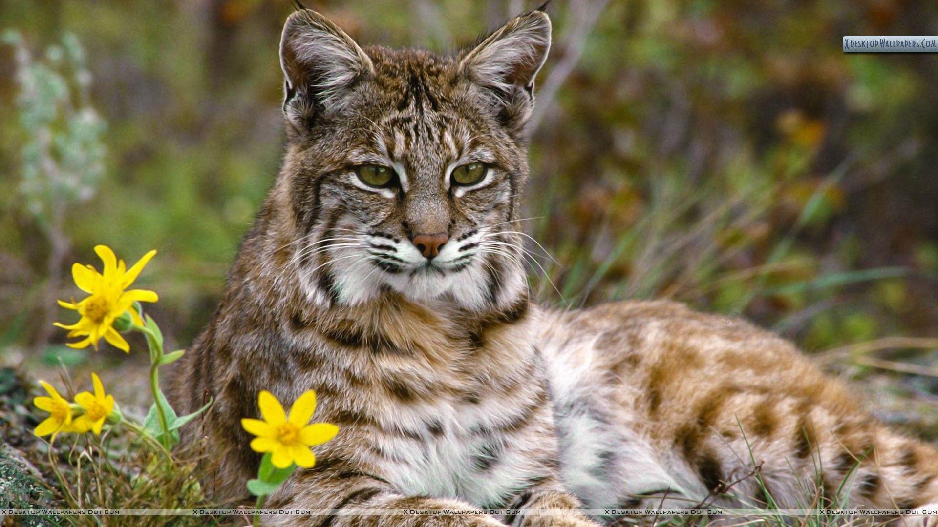 Baby Bobcat Wallpapers - Top Free Baby Bobcat Backgrounds - WallpaperAccess