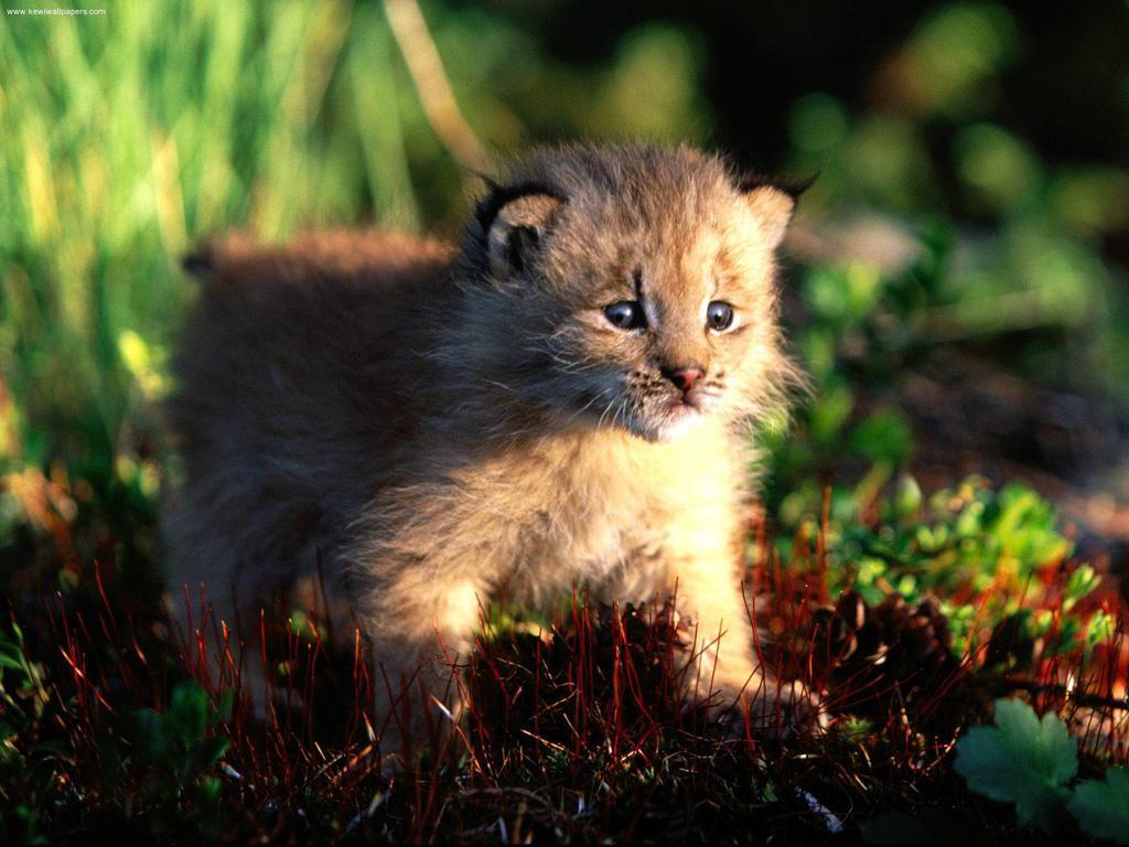 Baby Bobcat Wallpapers - Top Free Baby Bobcat Backgrounds - WallpaperAccess