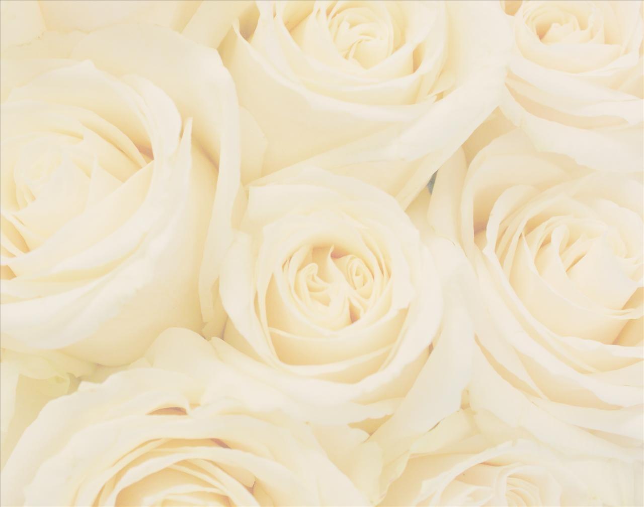 Roses Wedding Wallpapers - Top Free Roses Wedding Backgrounds ...