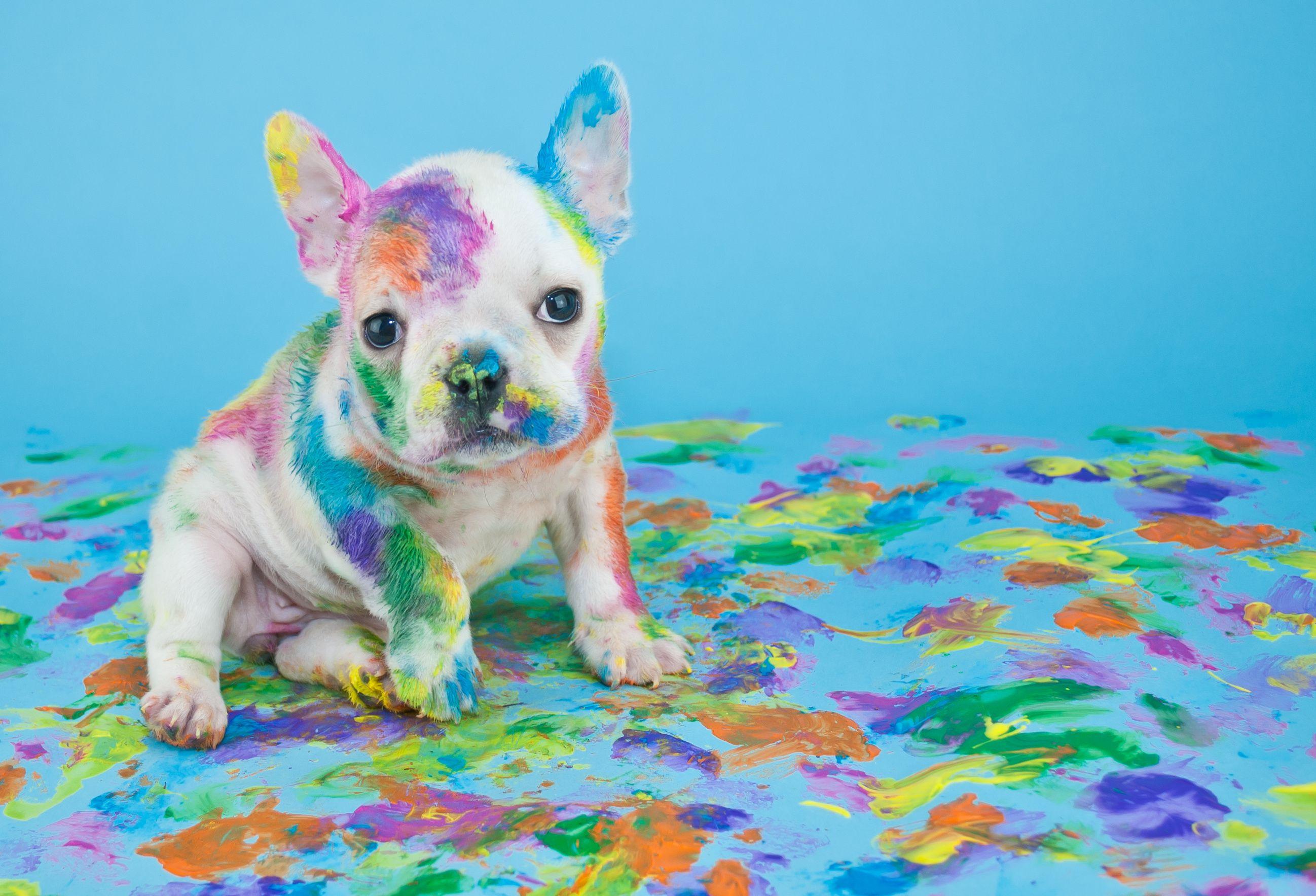 Colourful Dog Wallpapers - Top Free Colourful Dog Backgrounds ...