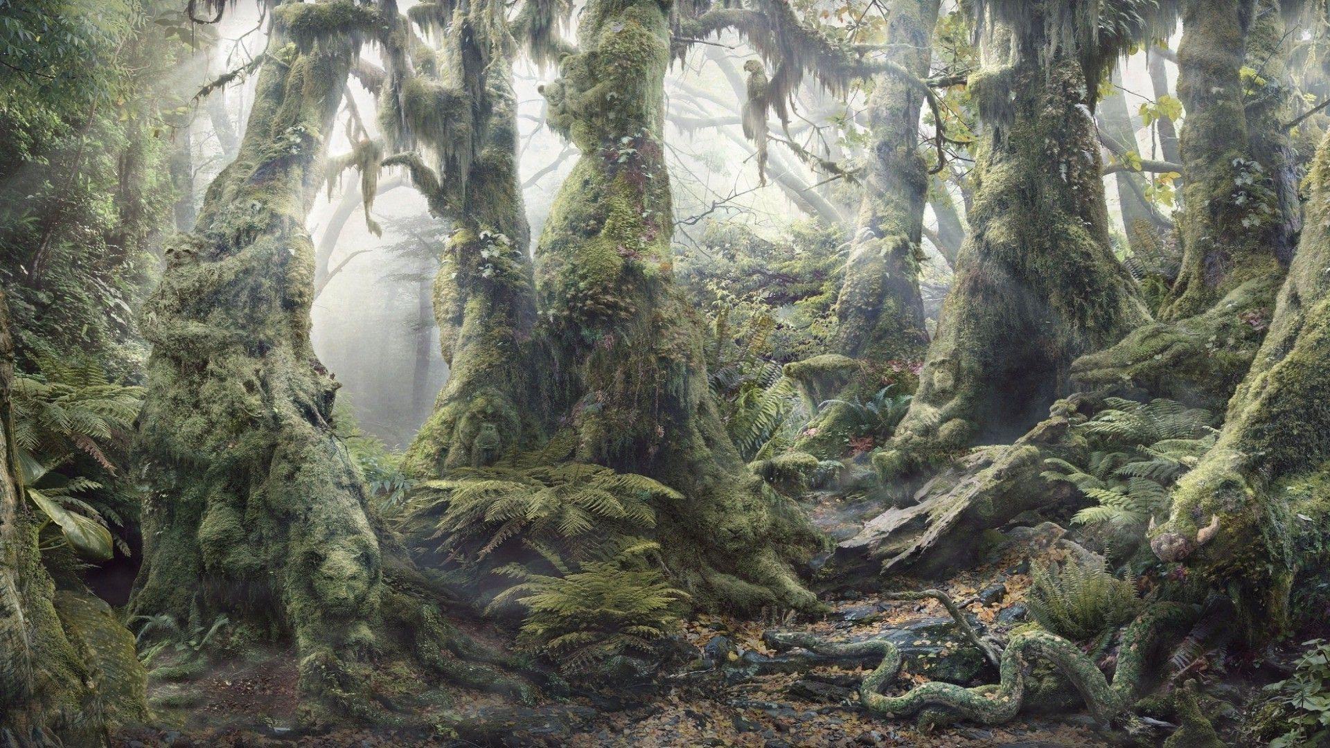 Ancient Tree Wallpapers - Top Free Ancient Tree Backgrounds ...