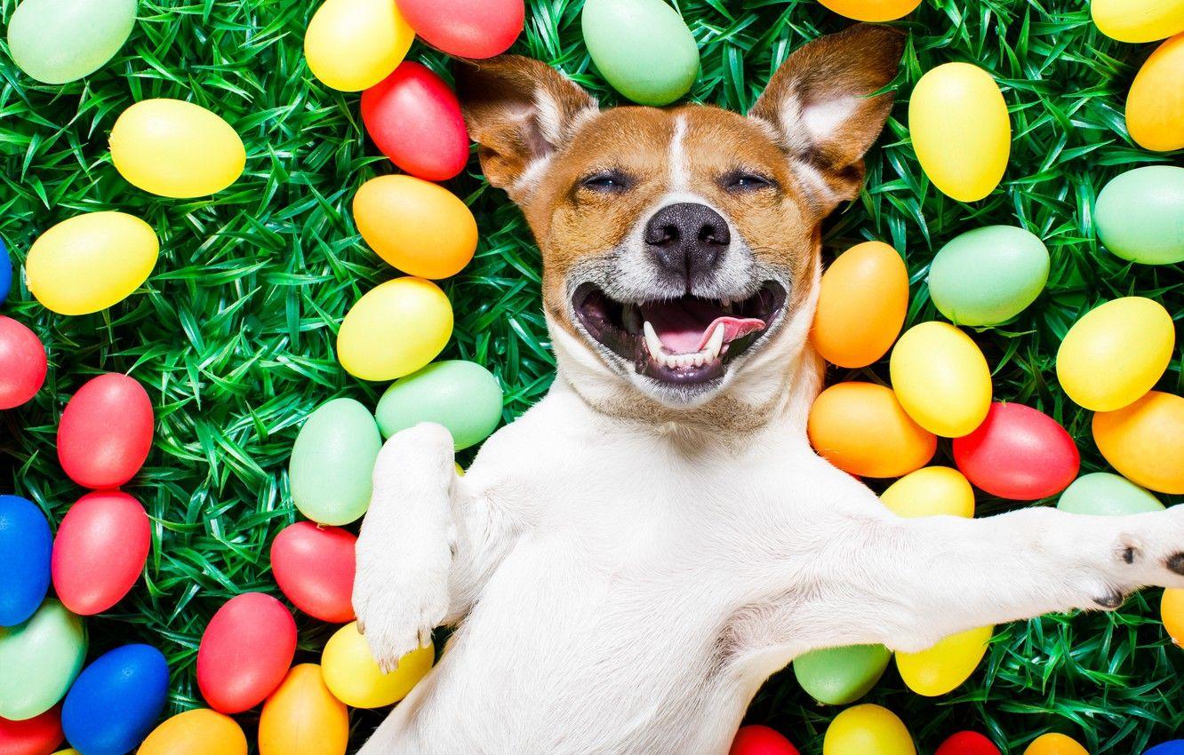 Colourful Dog Wallpapers - Top Free Colourful Dog Backgrounds ...