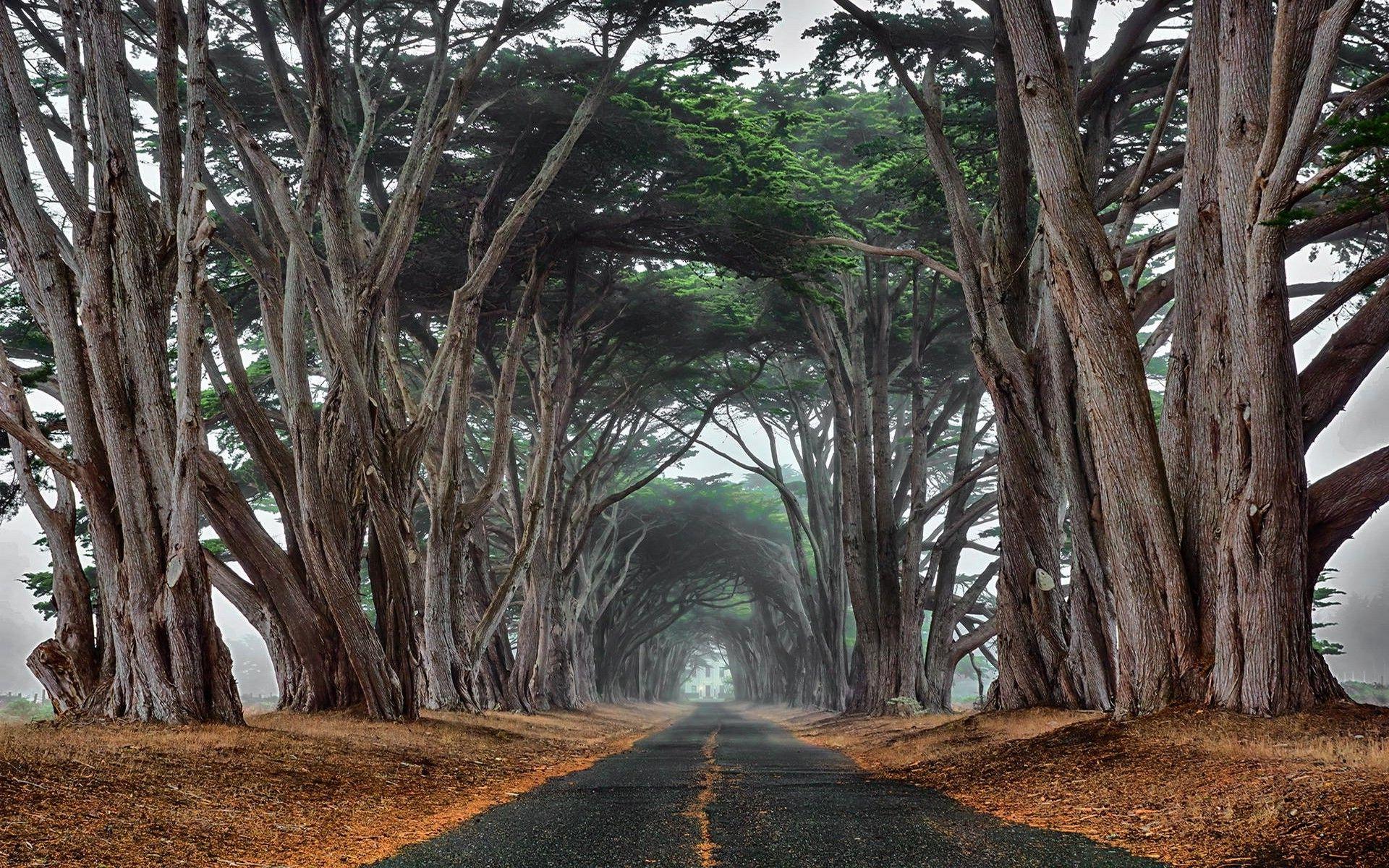 Ancient Tree Wallpapers - Top Free Ancient Tree Backgrounds ...