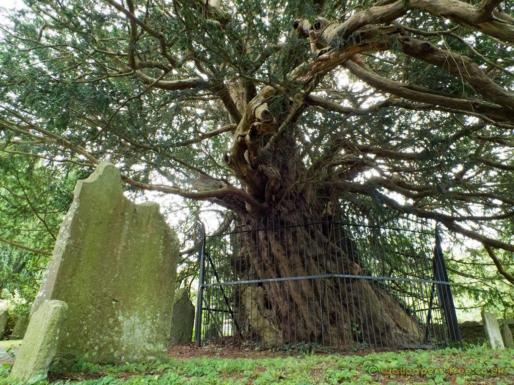 Ancient Tree Wallpapers - Top Free Ancient Tree Backgrounds ...