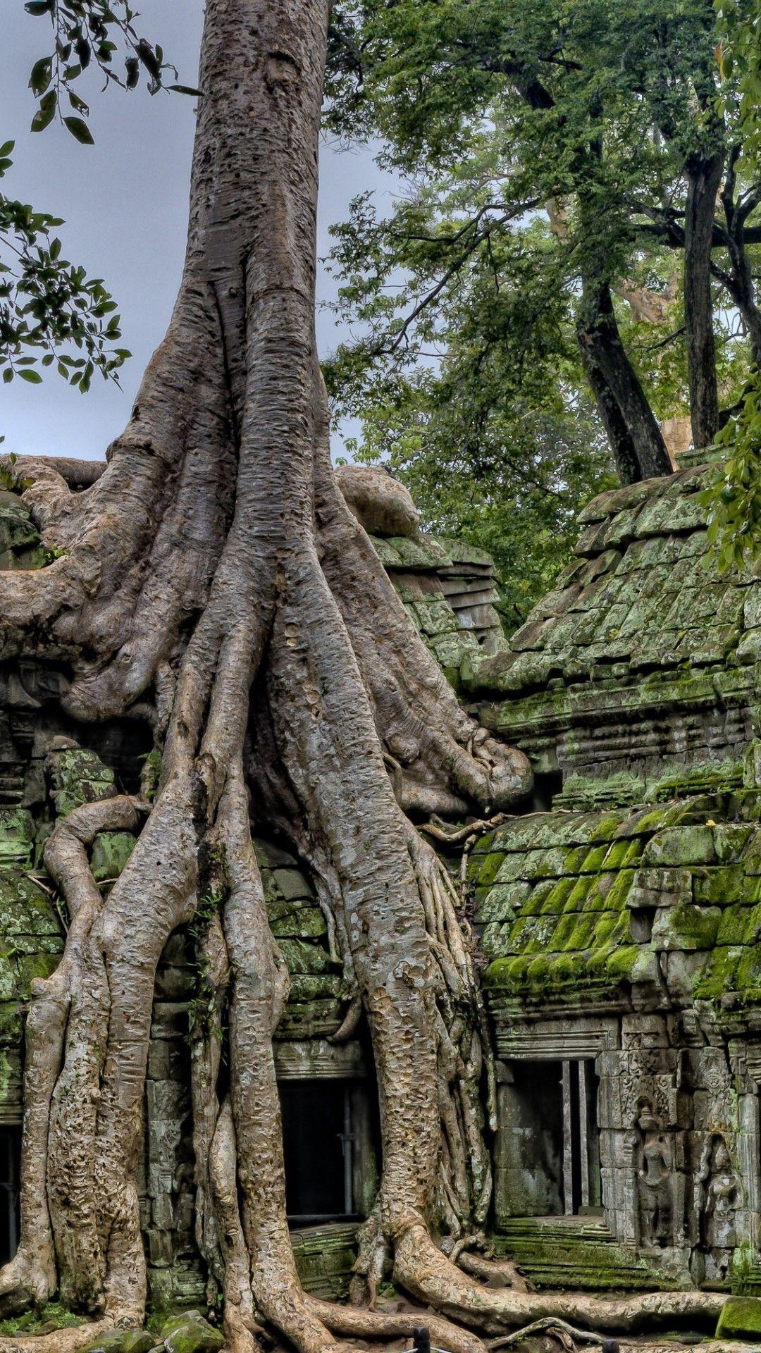 Ancient Tree Wallpapers - Top Free Ancient Tree Backgrounds ...