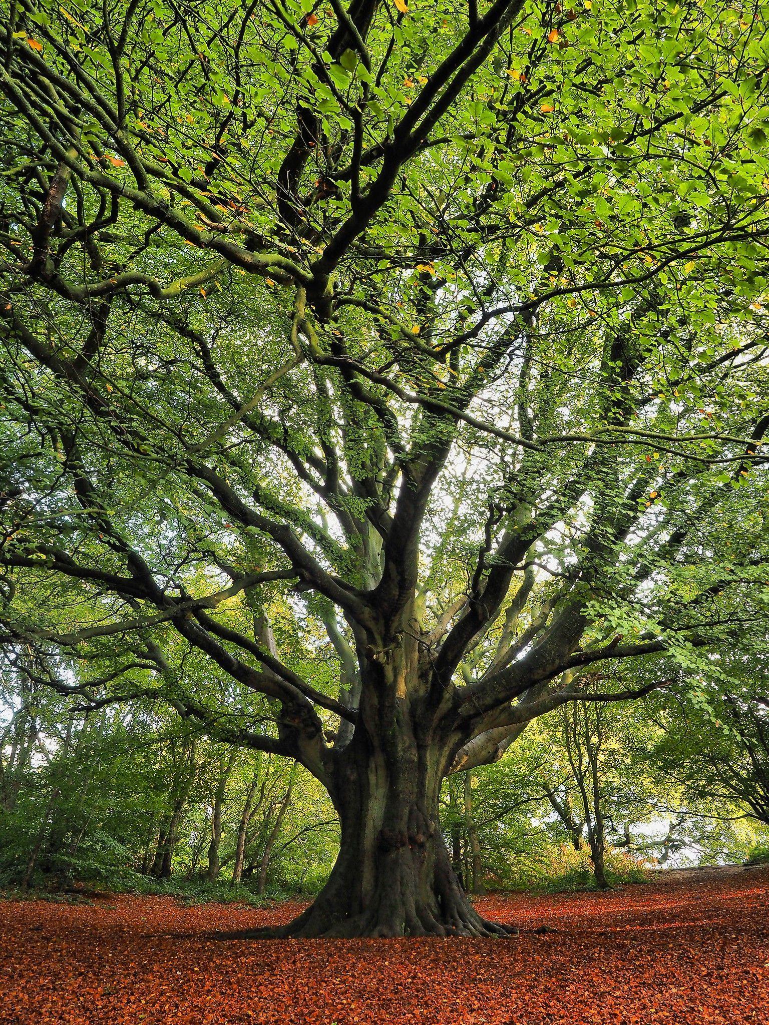 Ancient Tree Wallpapers - Top Free Ancient Tree Backgrounds ...