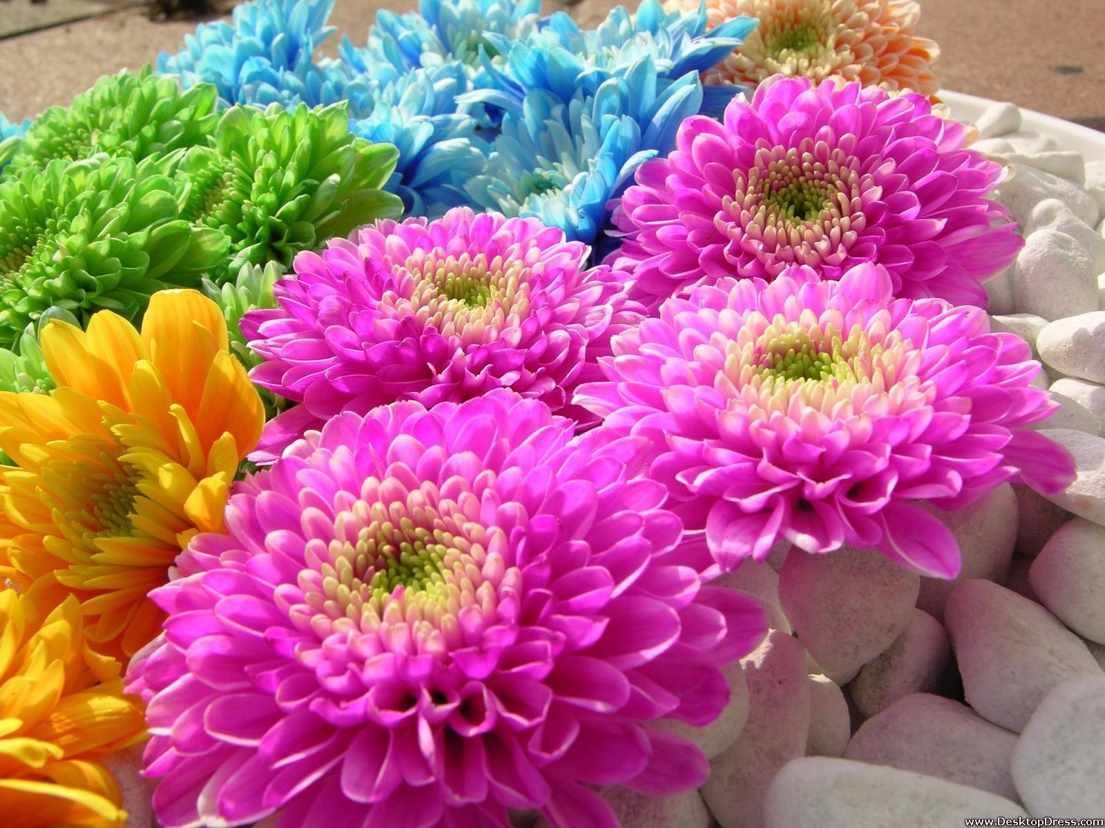 Colourful Flowers Wallpapers - Top Free Colourful Flowers Backgrounds ...