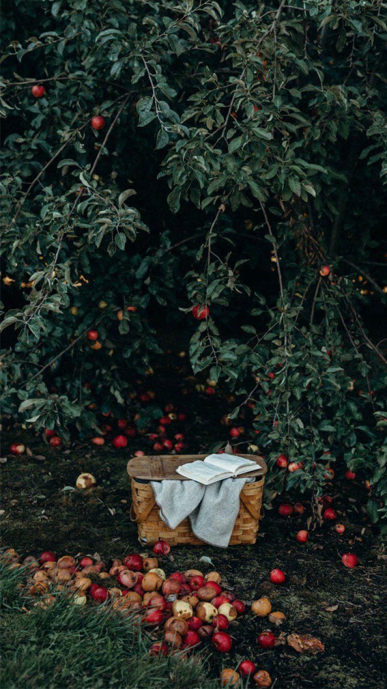 Autumn Apple Wallpapers - Top Free Autumn Apple Backgrounds ...
