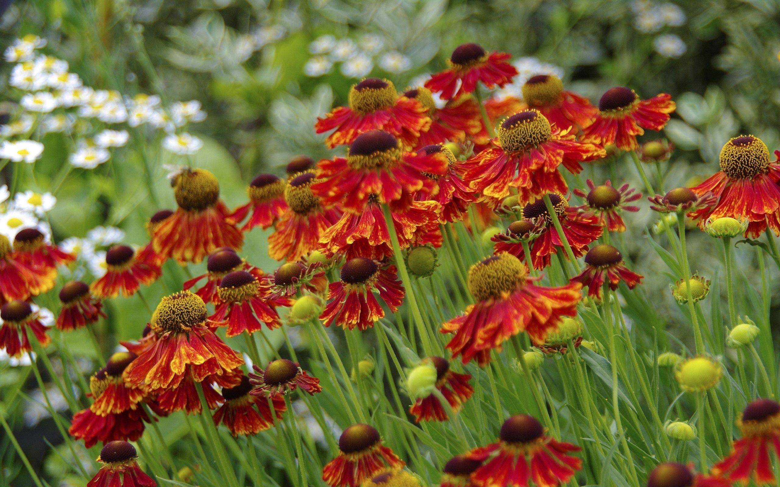 English Cottage Garden Wallpapers - Top Free English Cottage Garden ...