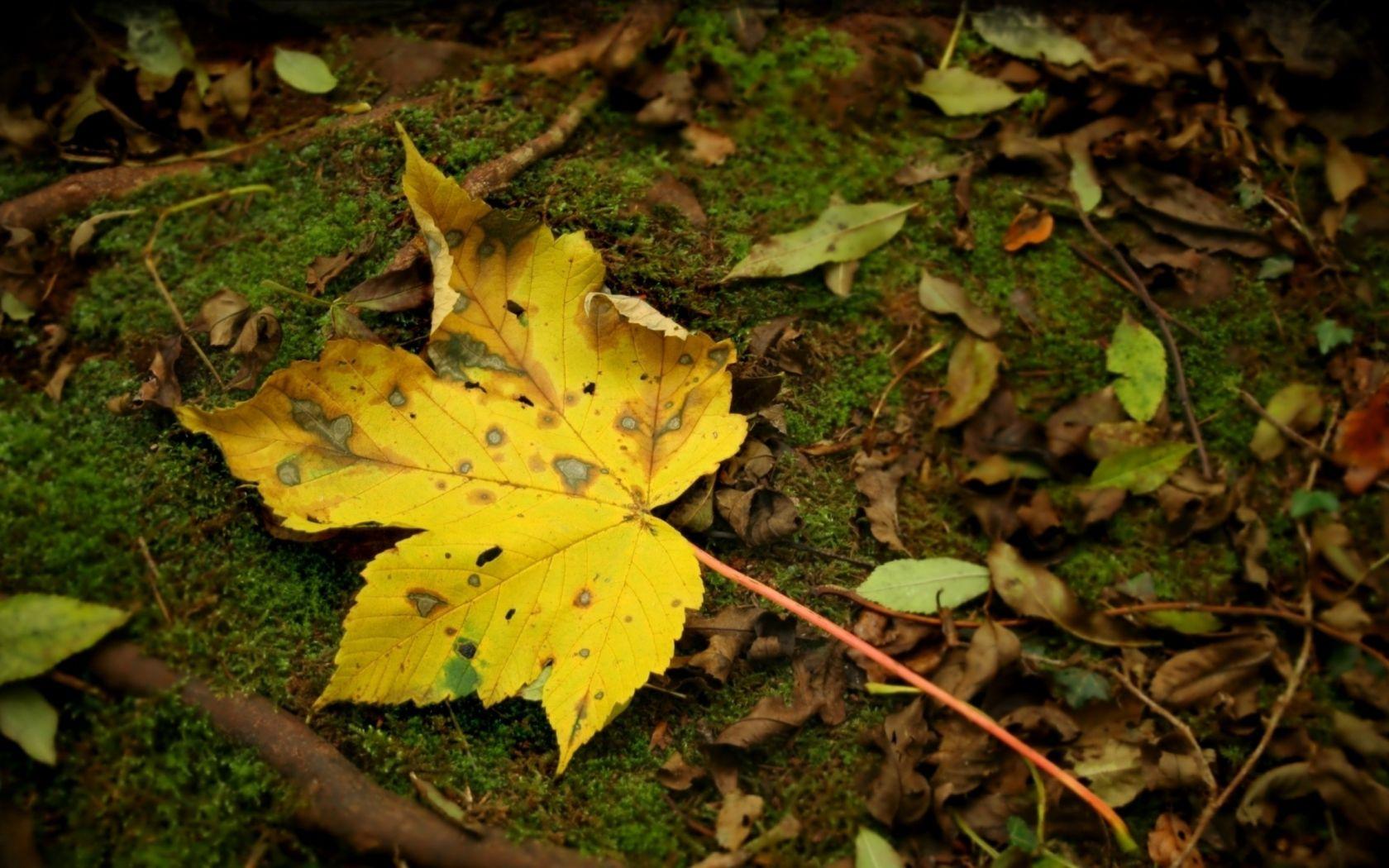 Autumn Apple Wallpapers - Top Free Autumn Apple Backgrounds ...