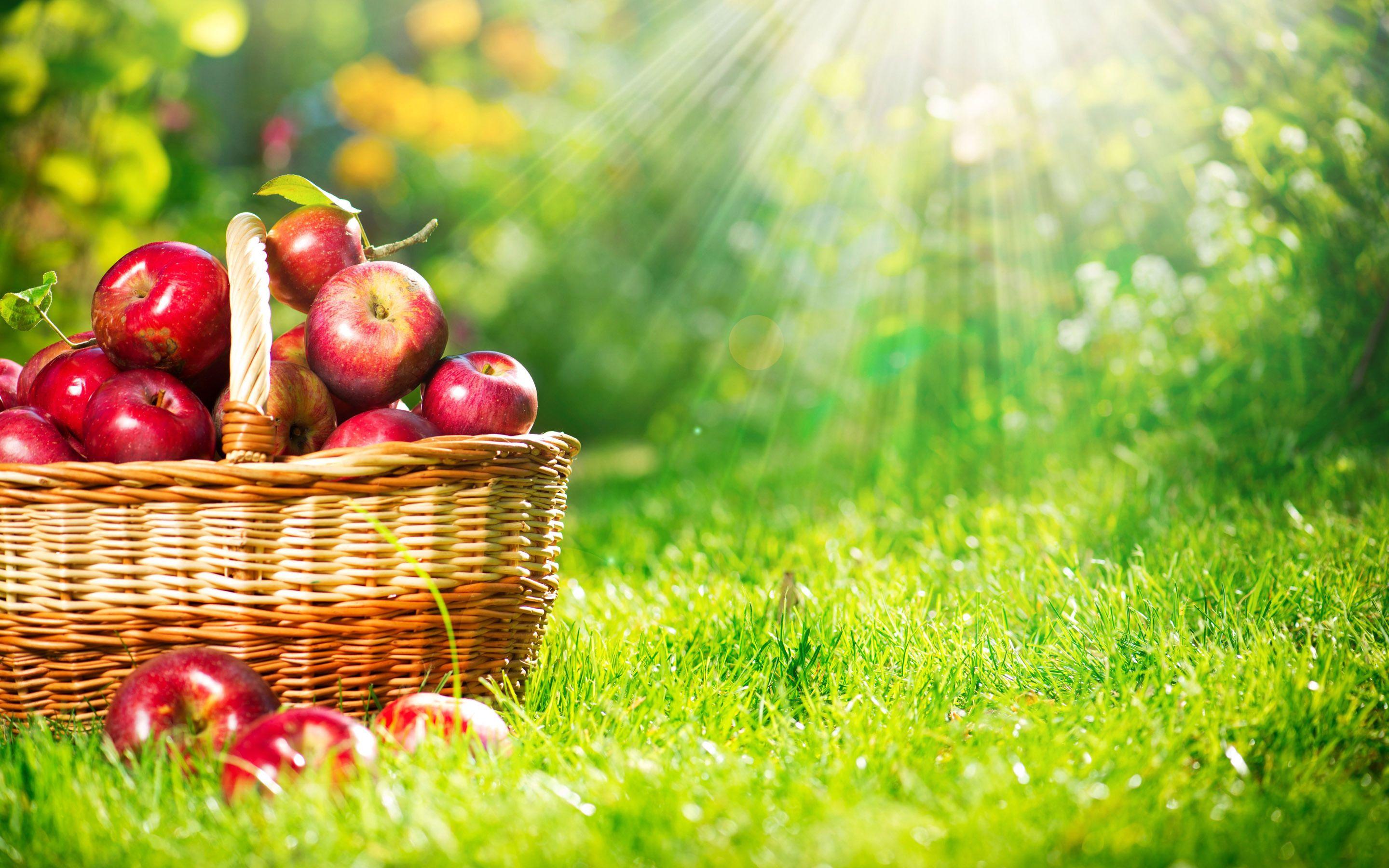 Autumn Apple Wallpapers - Top Free Autumn Apple Backgrounds ...