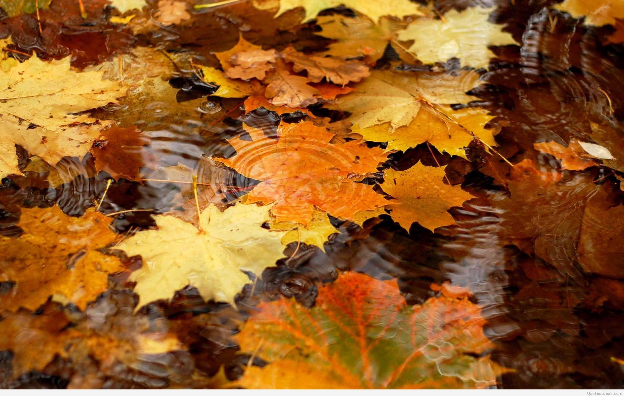 Autumn Apple Wallpapers - Top Free Autumn Apple Backgrounds ...