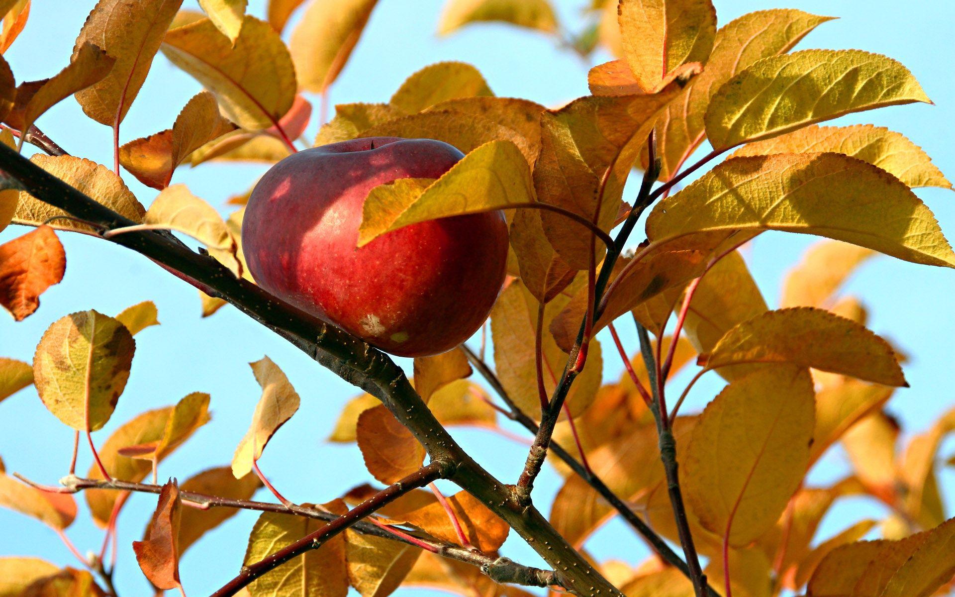 Autumn Apple Wallpapers - Top Free Autumn Apple Backgrounds ...
