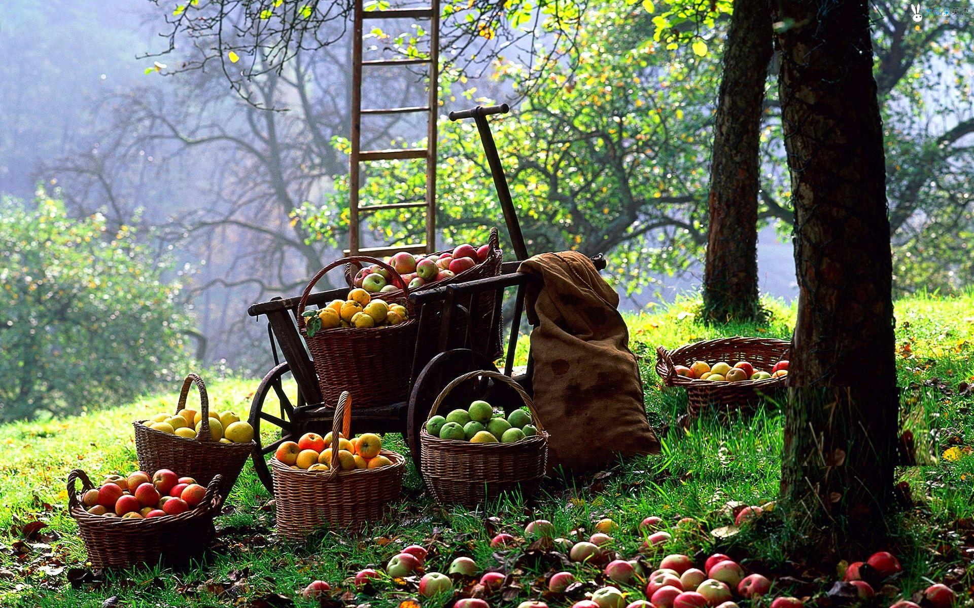 Autumn Apple Wallpapers - Top Free Autumn Apple Backgrounds ...