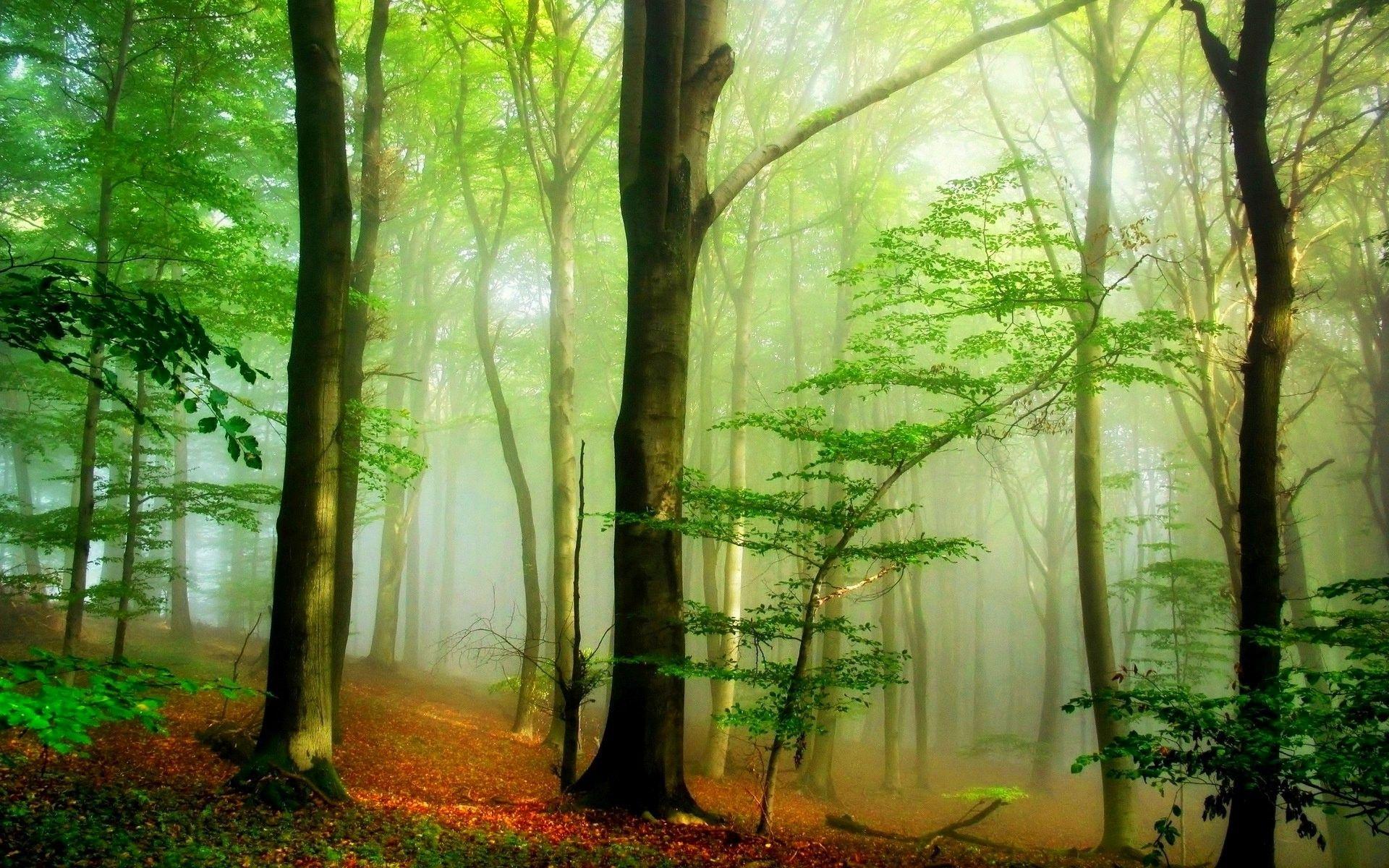 Colourful Nature Wallpapers - Top Free Colourful Nature Backgrounds ...