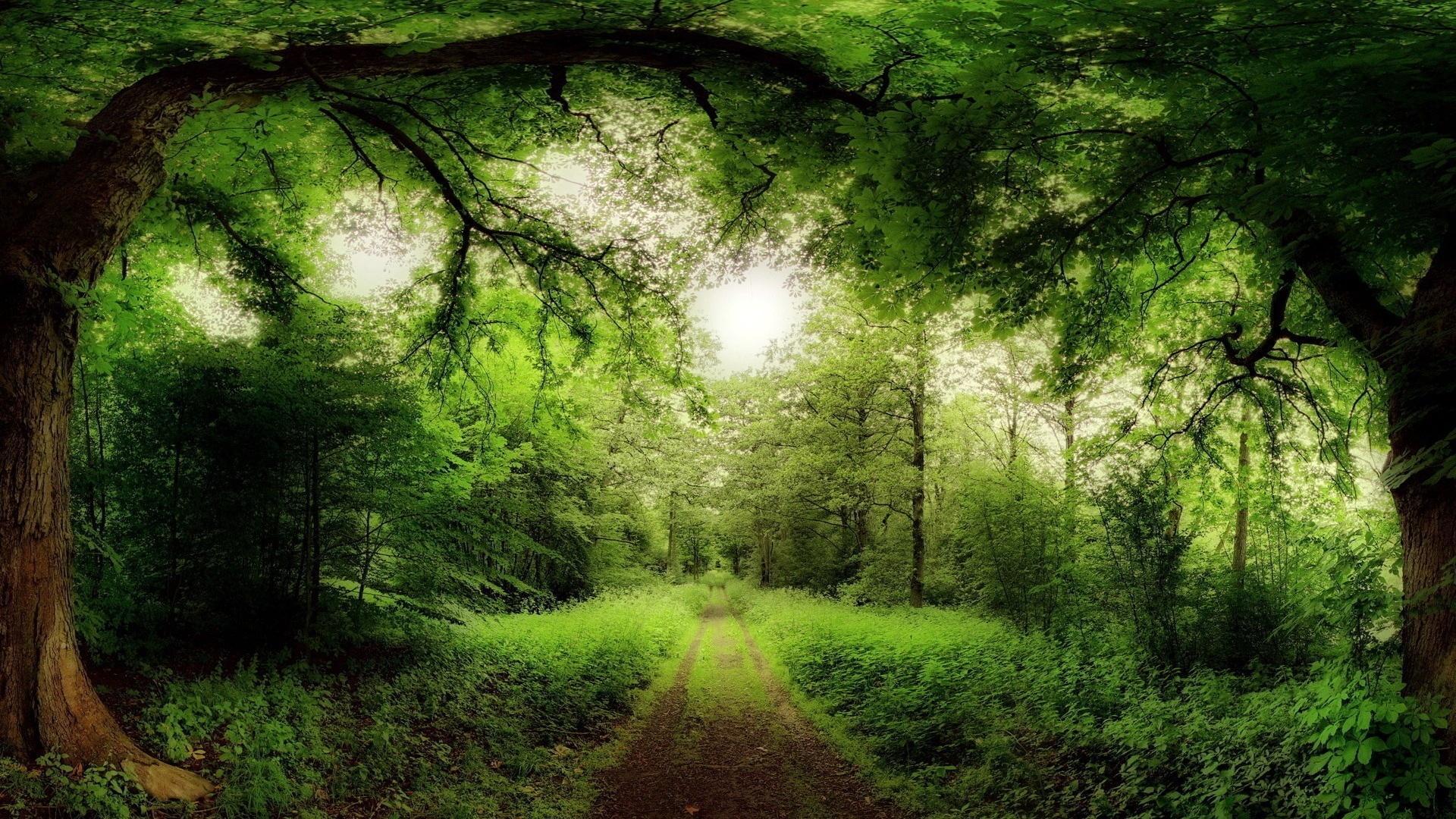 3D Forest Wallpapers - Top Free 3D Forest Backgrounds - WallpaperAccess