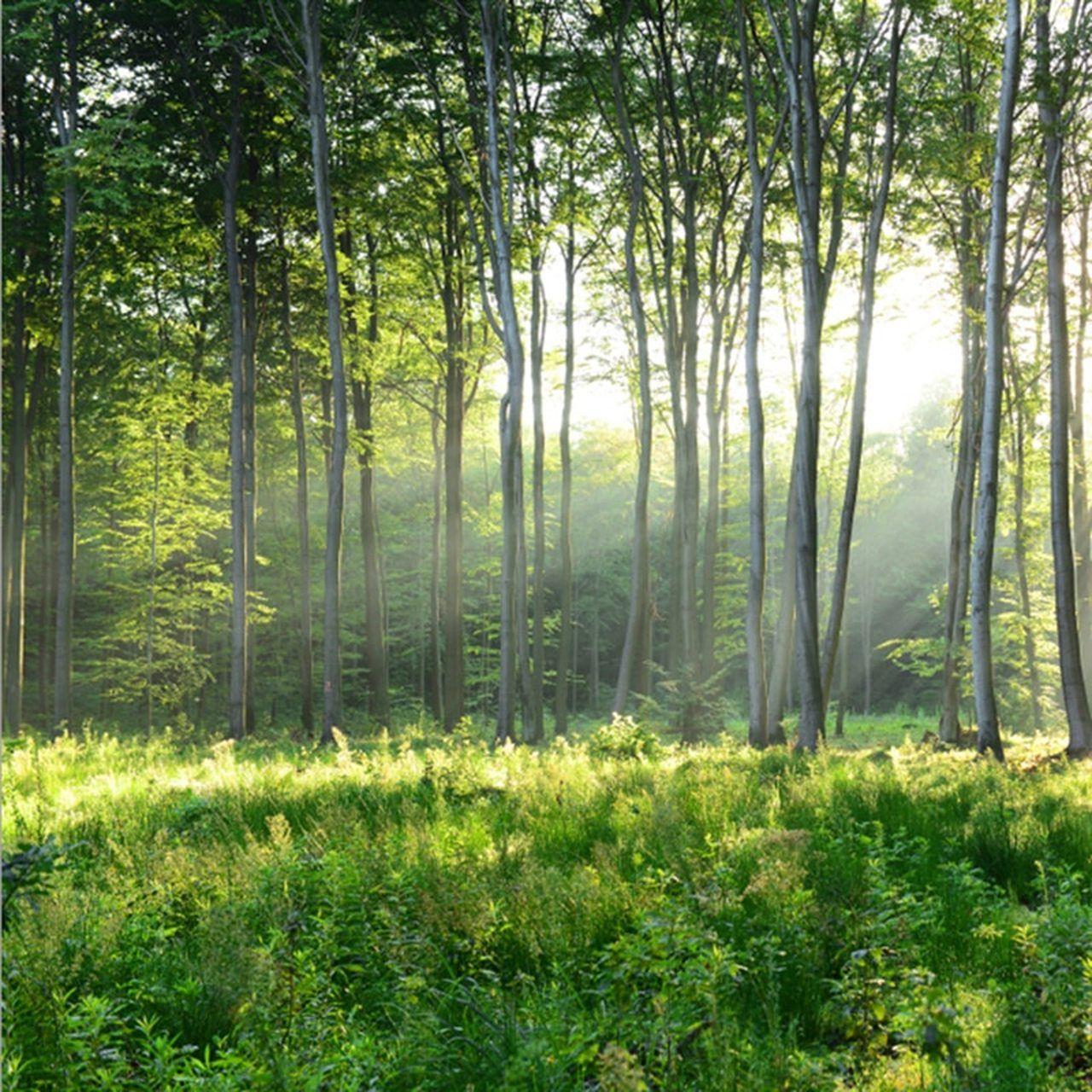 3D Forest Wallpapers - Top Free 3D Forest Backgrounds - WallpaperAccess