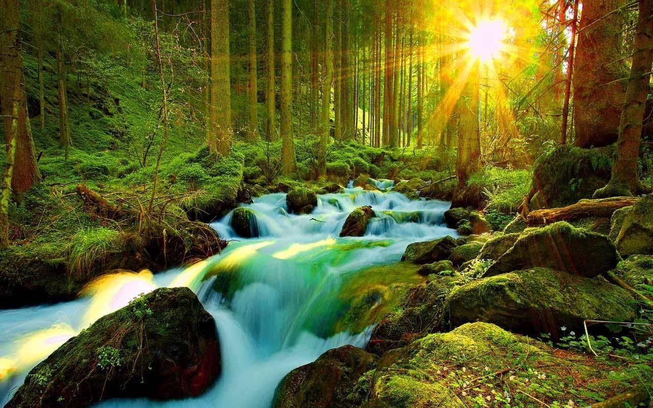 3D Forest Wallpapers - Top Free 3D Forest Backgrounds - WallpaperAccess
