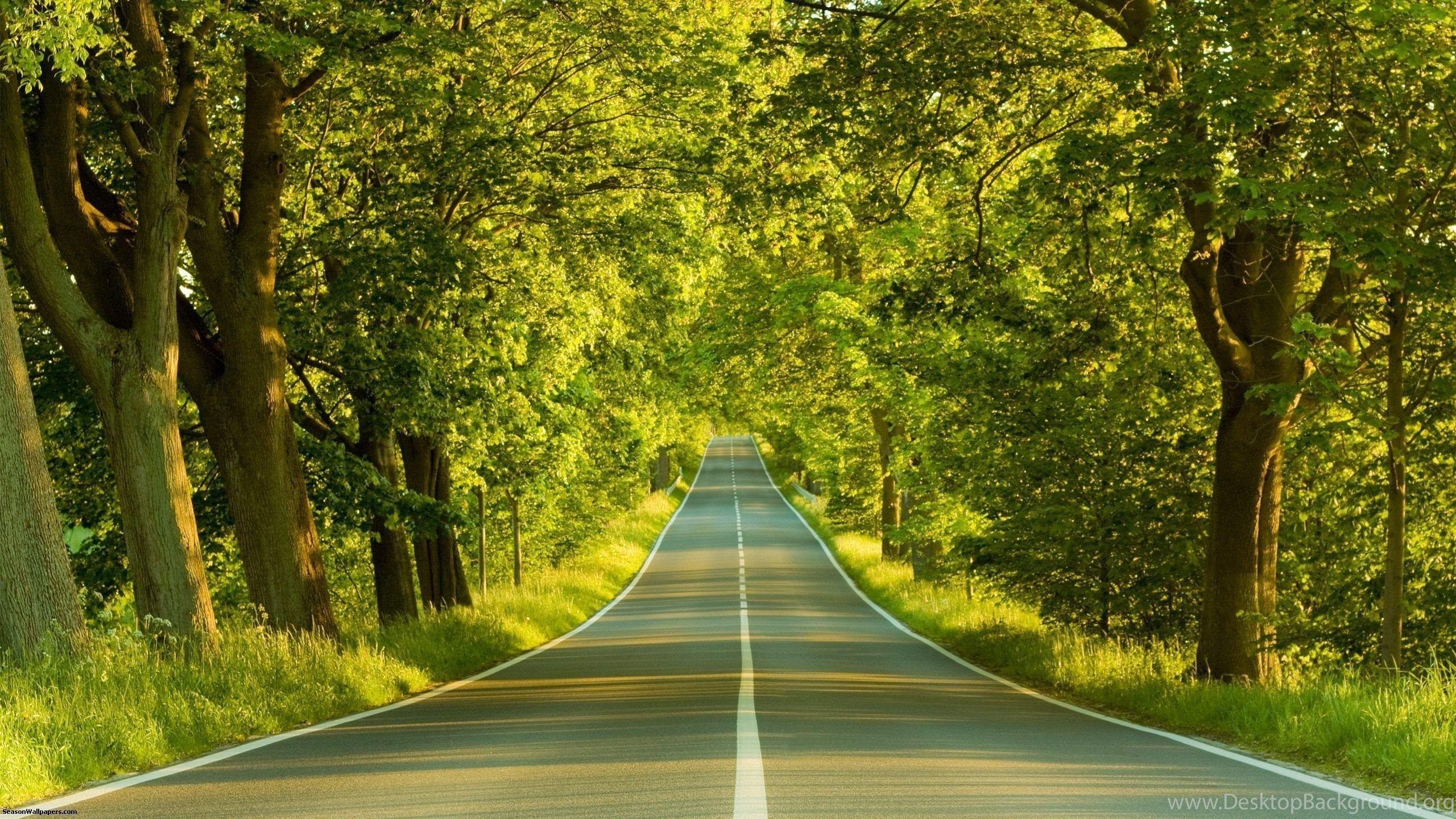 3D Forest Wallpapers - Top Free 3D Forest Backgrounds - WallpaperAccess