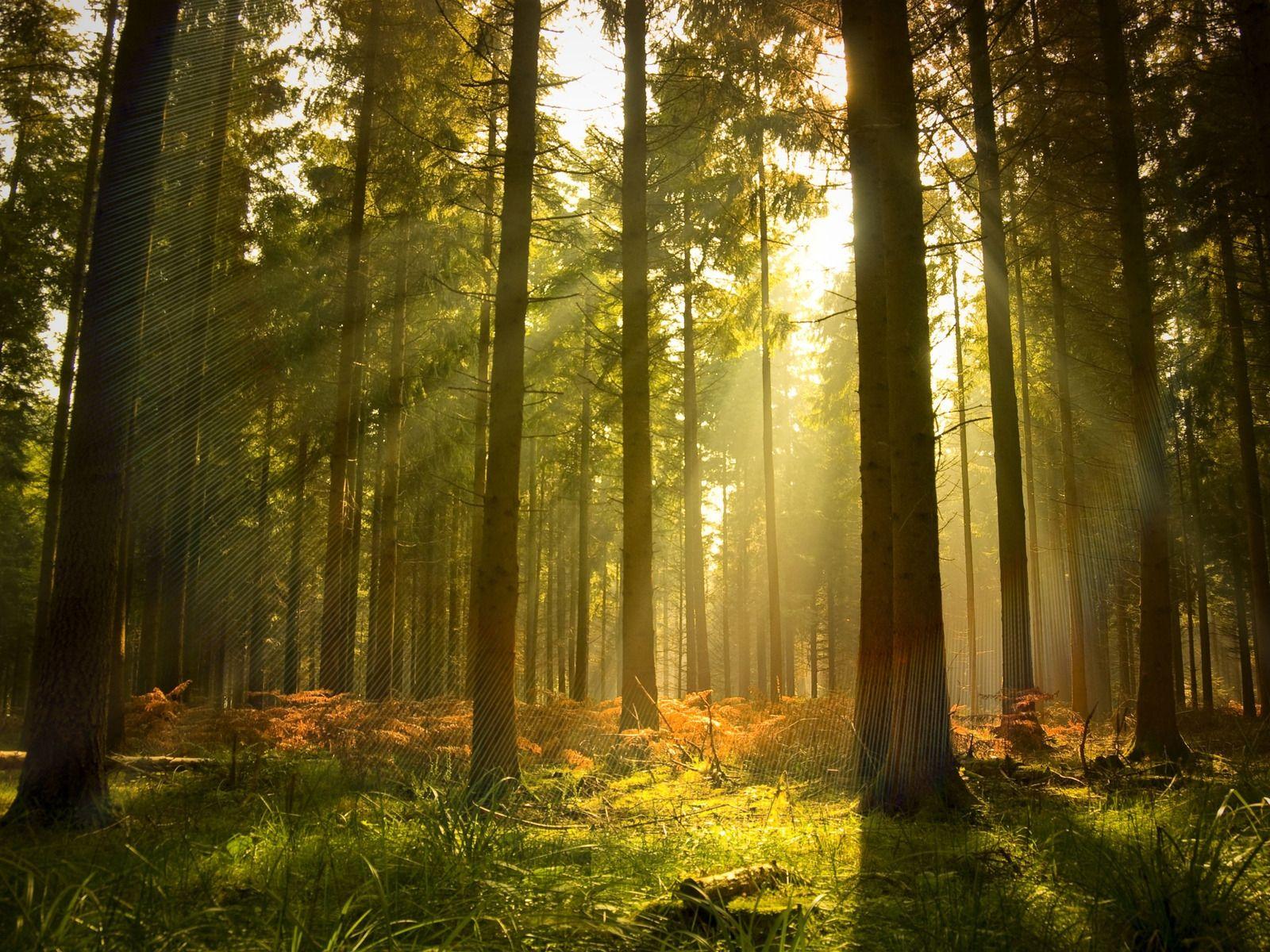 3D Forest Wallpapers - Top Free 3D Forest Backgrounds - WallpaperAccess