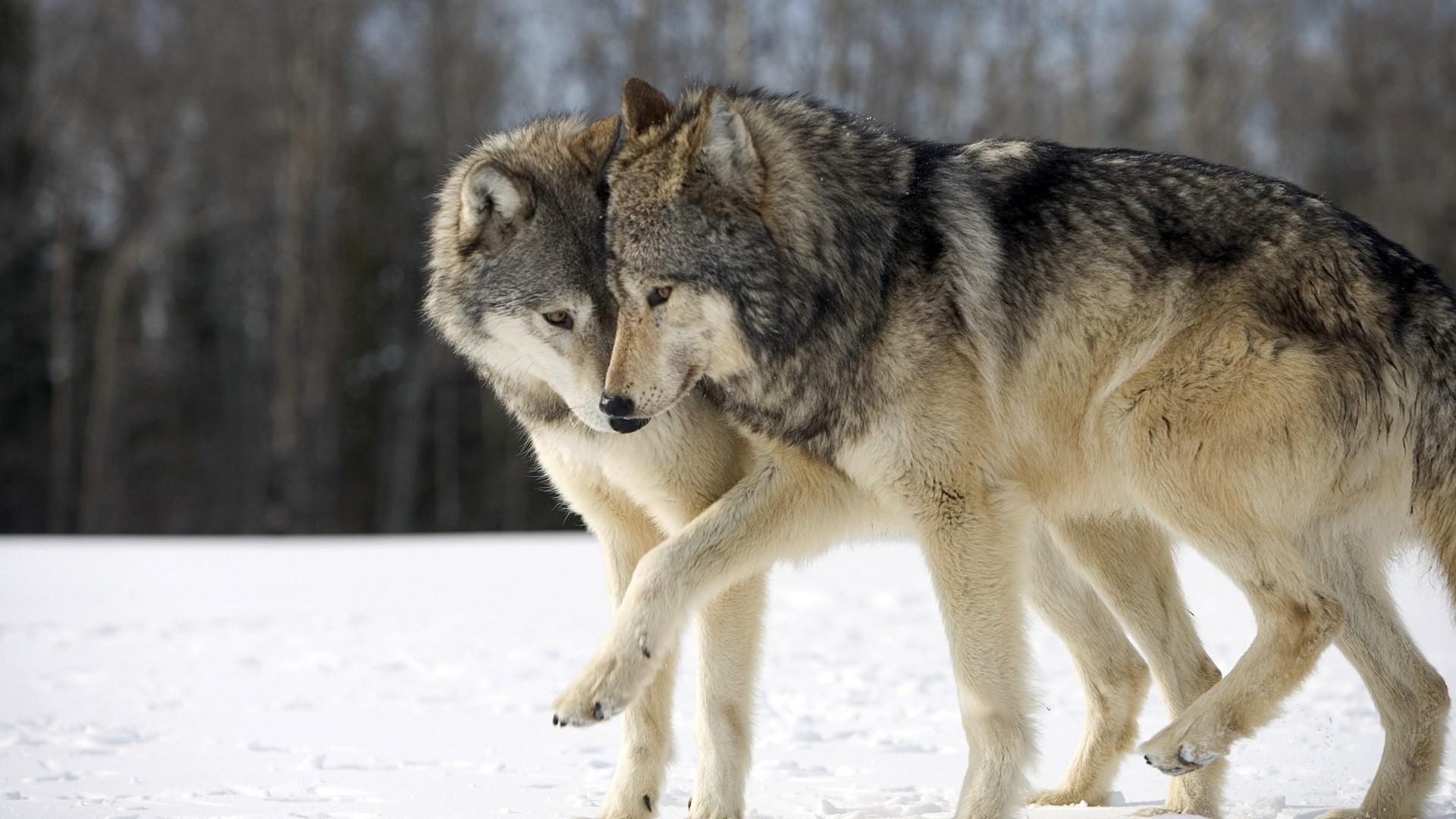 Love Wolves Wallpapers - Top Free Love Wolves Backgrounds - WallpaperAccess