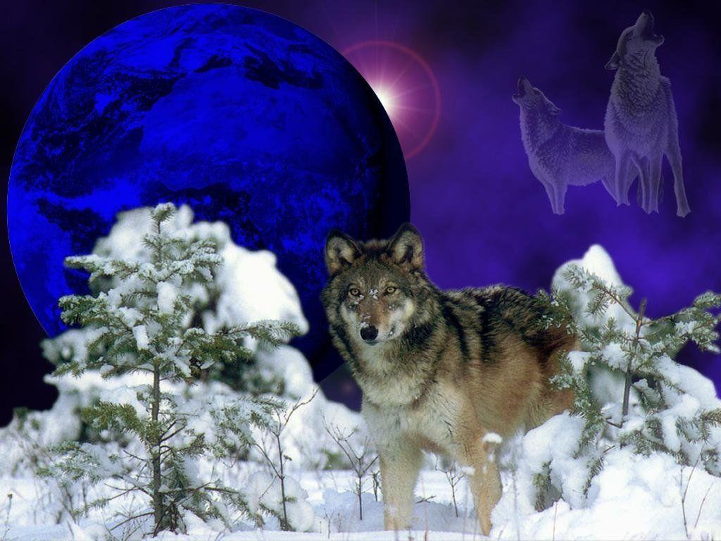 Love Wolves Wallpapers - Top Free Love Wolves Backgrounds - WallpaperAccess