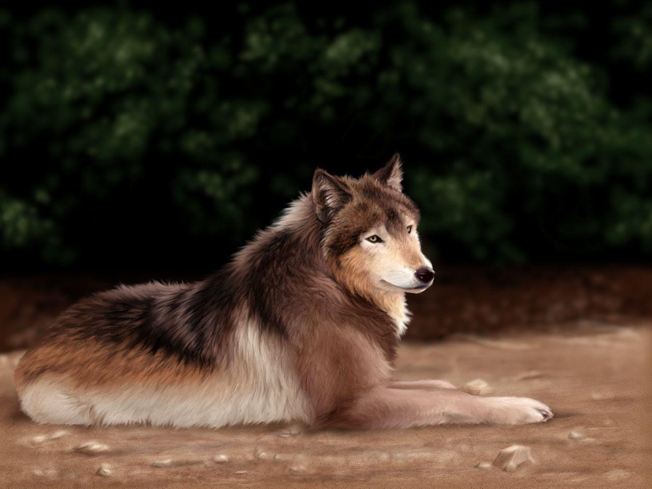 Love Wolves Wallpapers - Top Free Love Wolves Backgrounds - WallpaperAccess