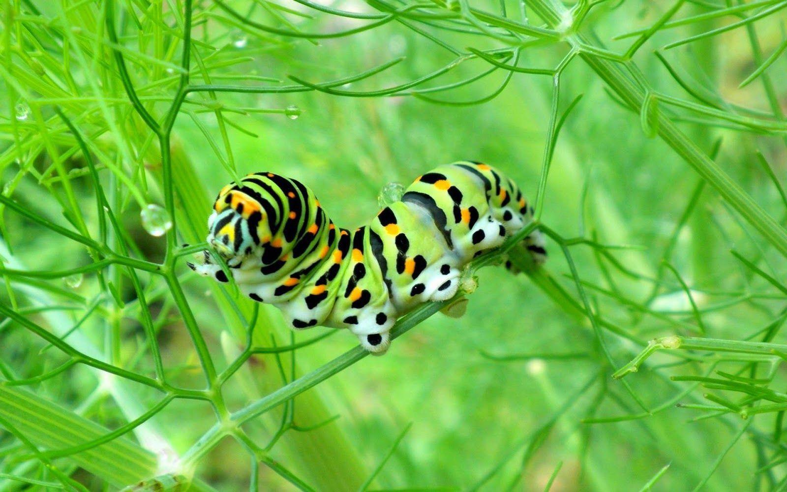 Worm Wallpapers - Top Free Worm Backgrounds - WallpaperAccess