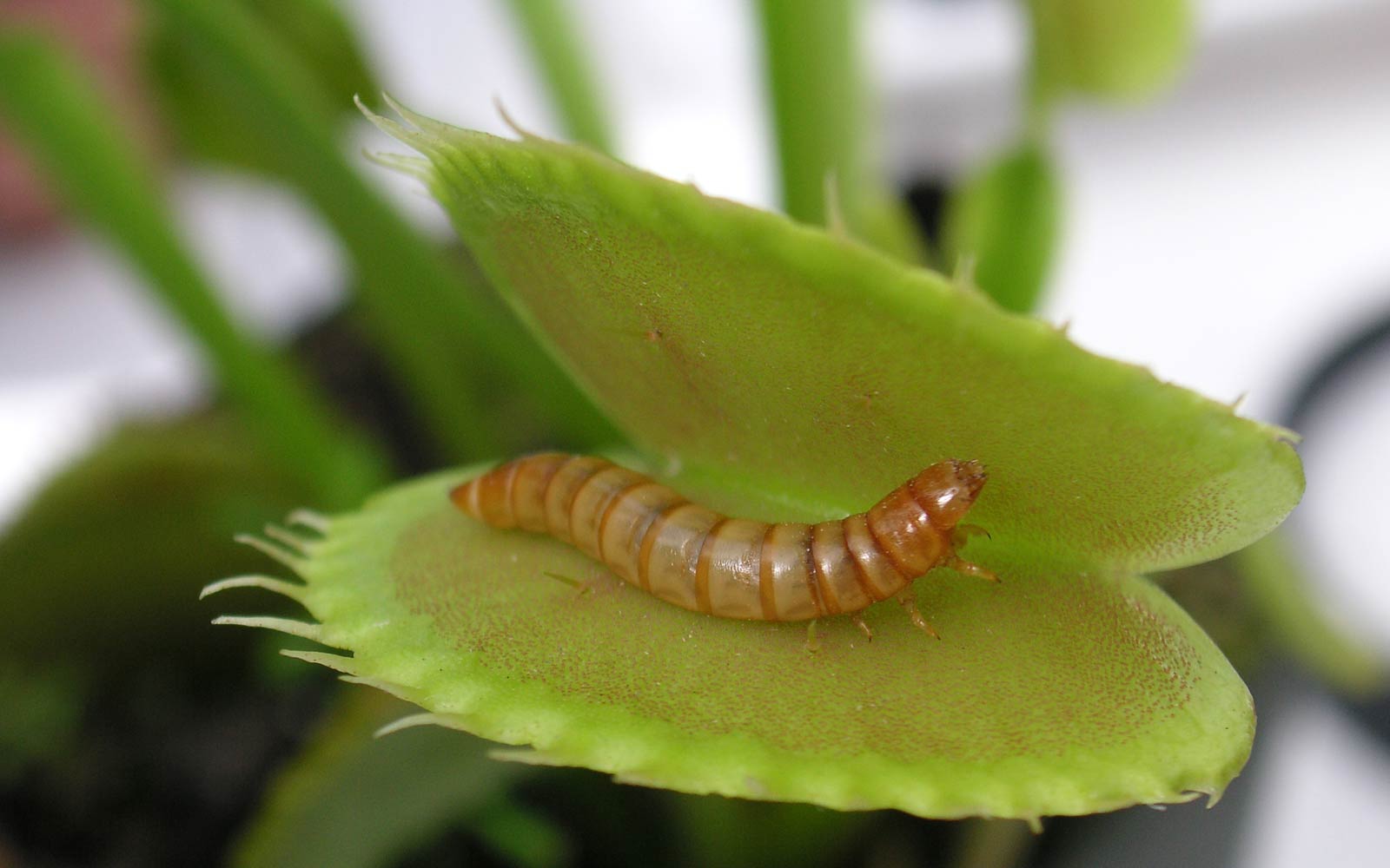 Worm Wallpapers - Top Free Worm Backgrounds - WallpaperAccess