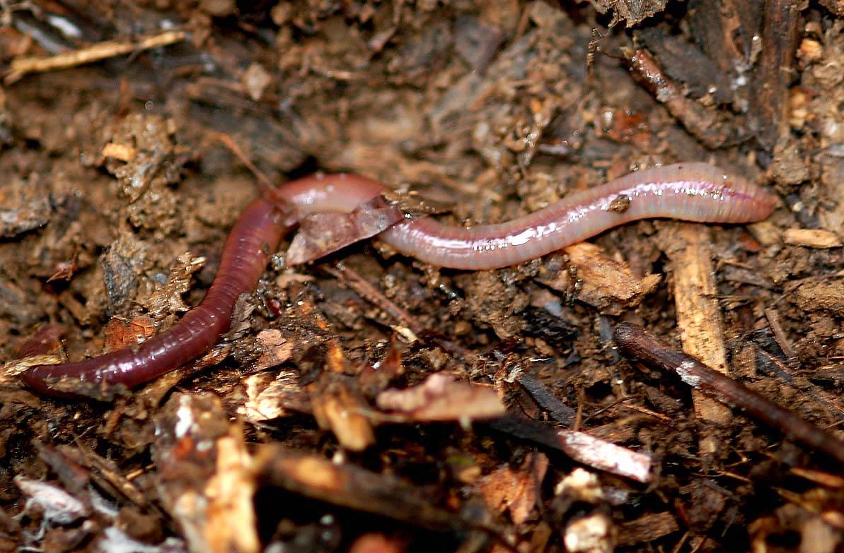 Worm Wallpapers - Top Free Worm Backgrounds - WallpaperAccess