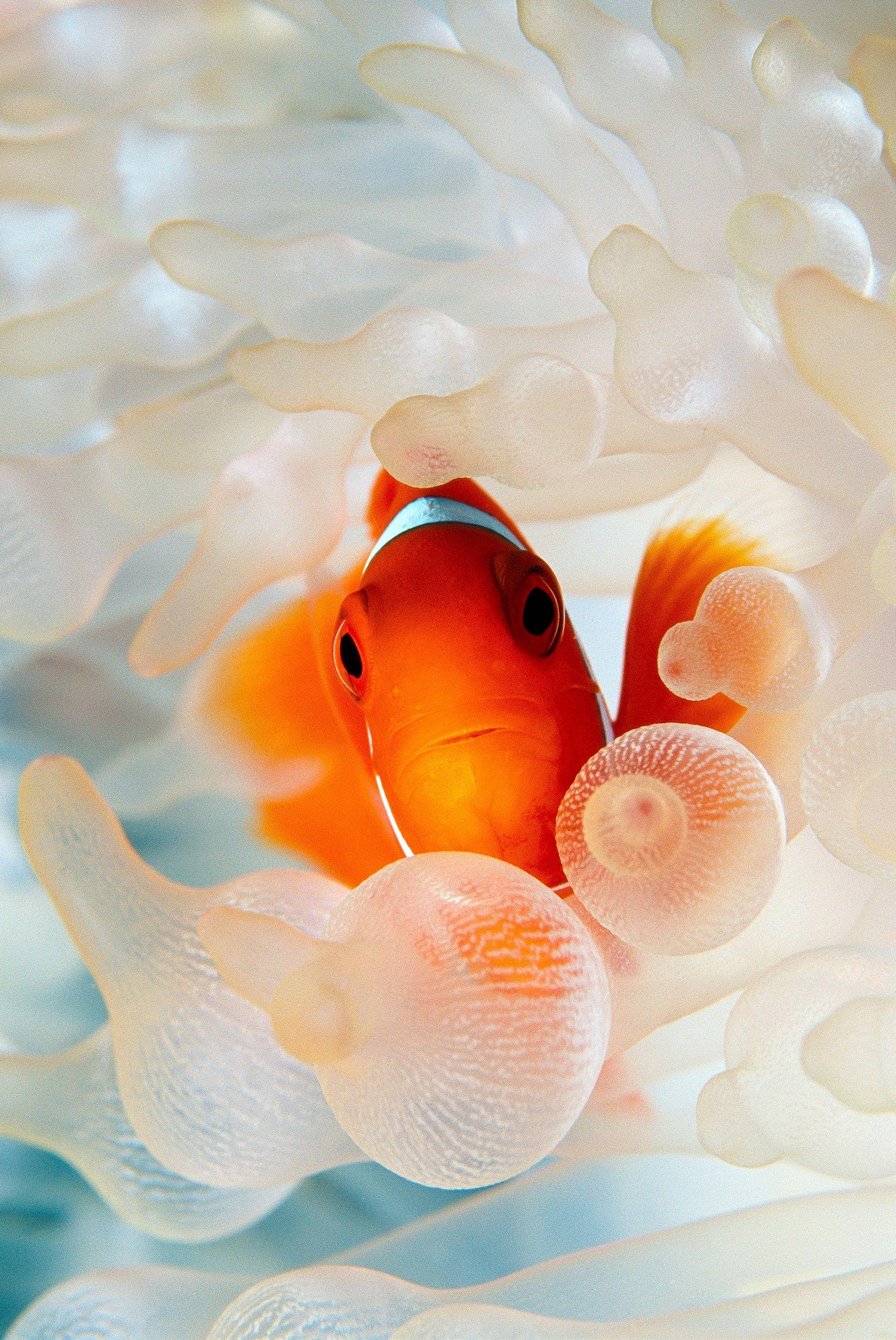 Clown Fish iPhone Wallpapers - Top Free Clown Fish iPhone Backgrounds ...