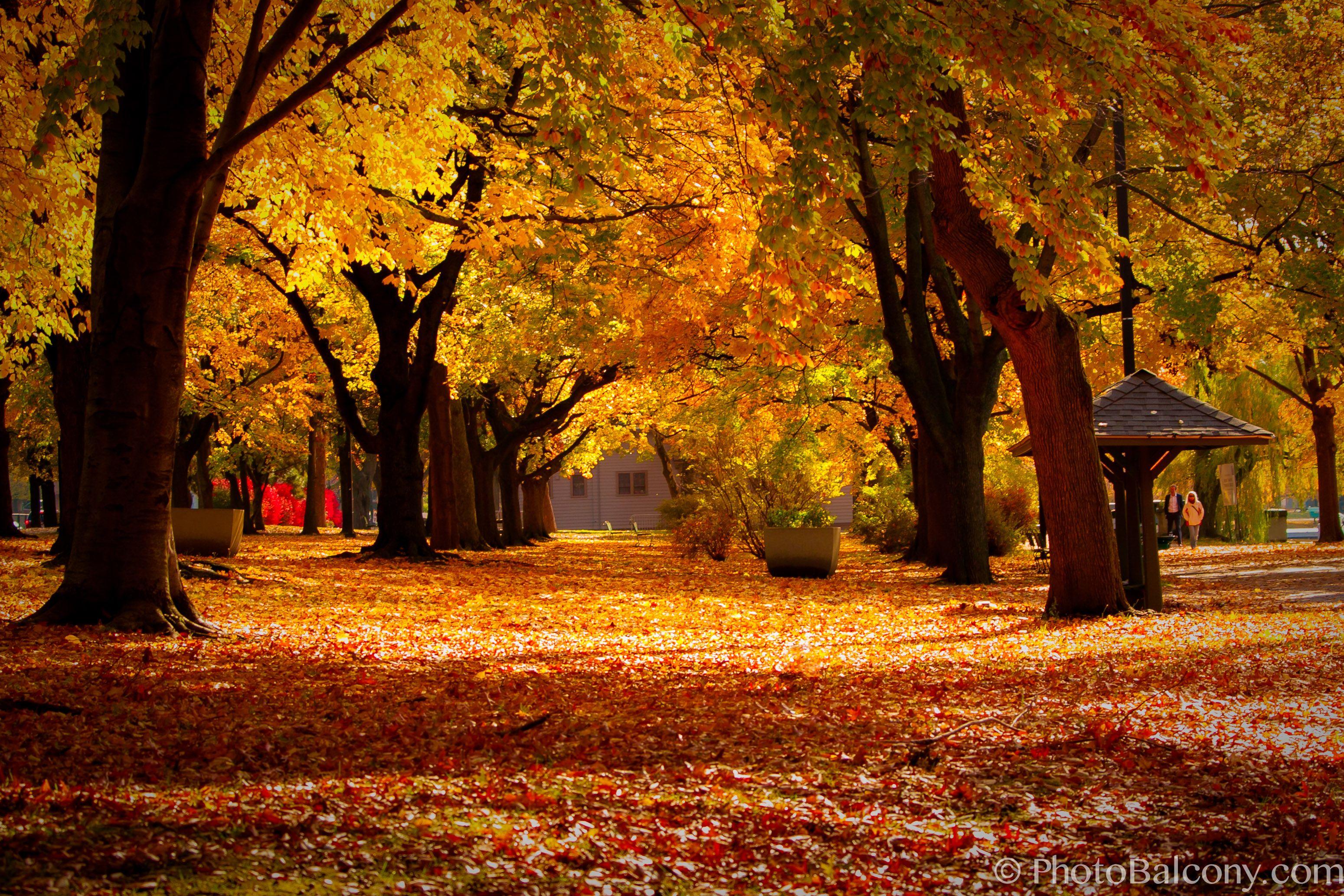 Boston Fall Wallpapers - Top Free Boston Fall Backgrounds - WallpaperAccess