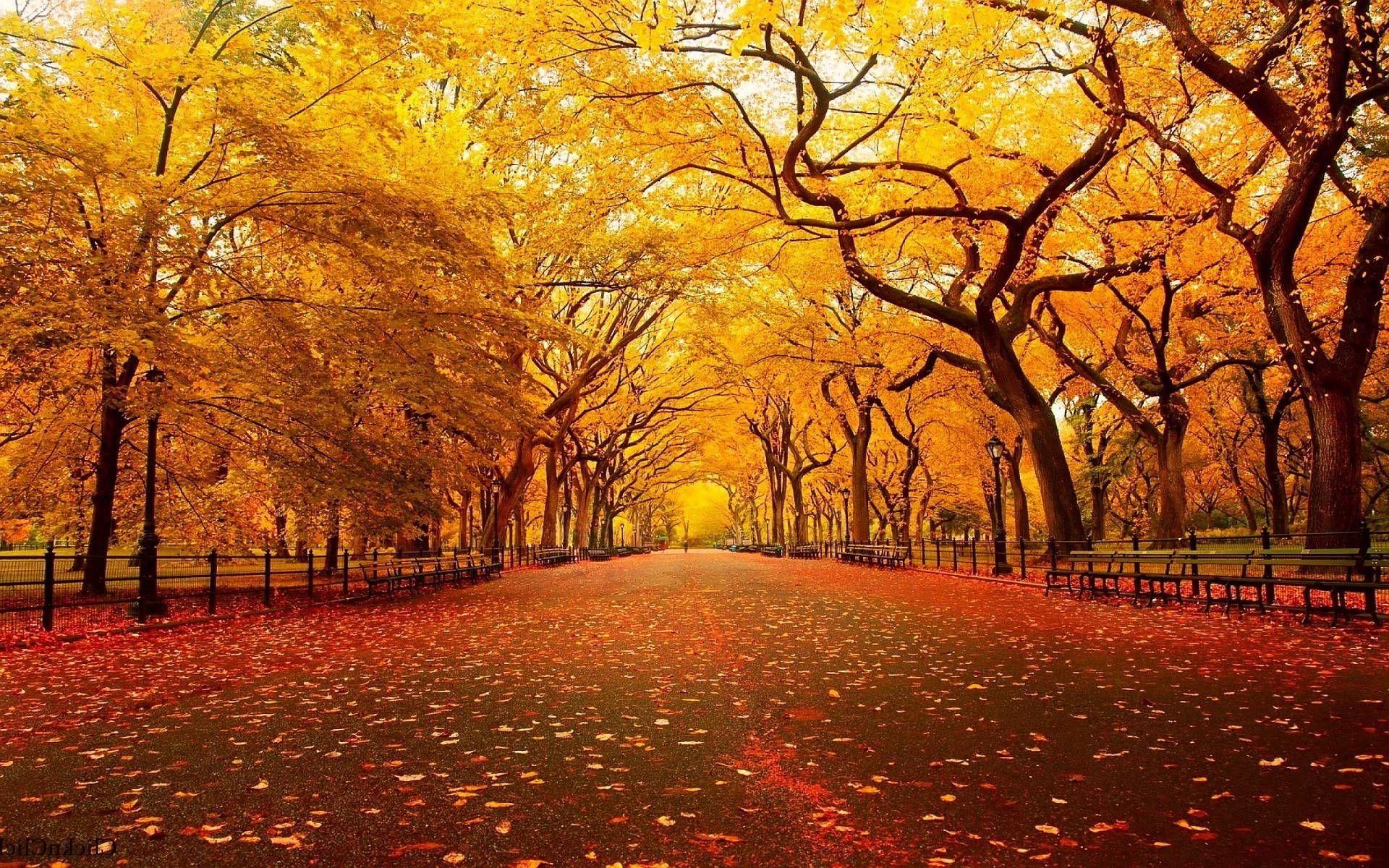 Cool Fall Wallpapers - Top Free Cool Fall Backgrounds - WallpaperAccess