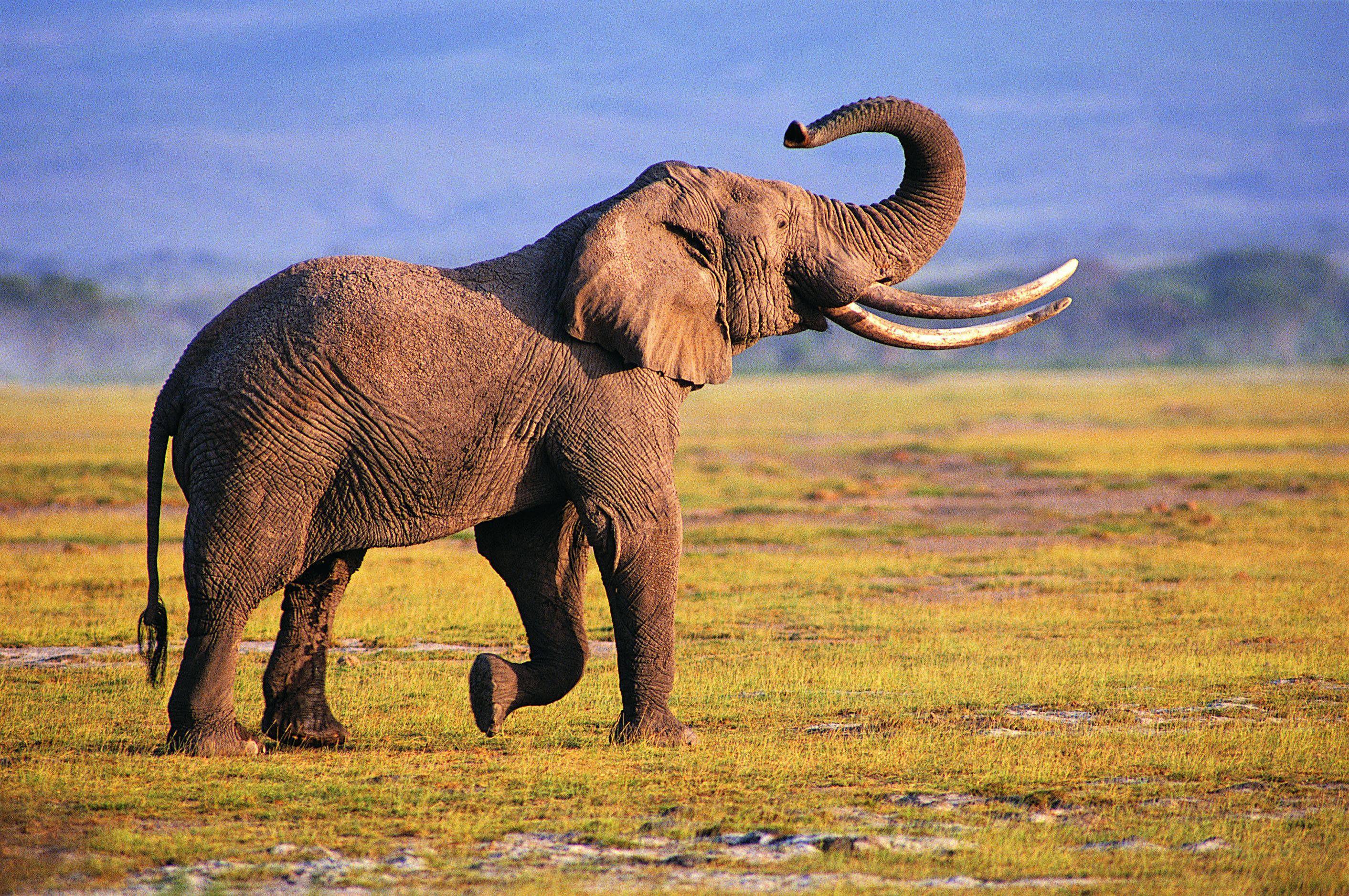 Kerala Elephant Wallpapers - Top Free Kerala Elephant Backgrounds ...