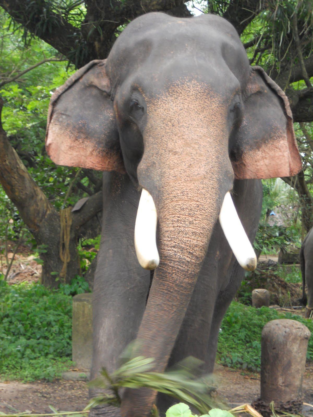 Kerala Elephant Wallpapers - Top Free Kerala Elephant Backgrounds ...