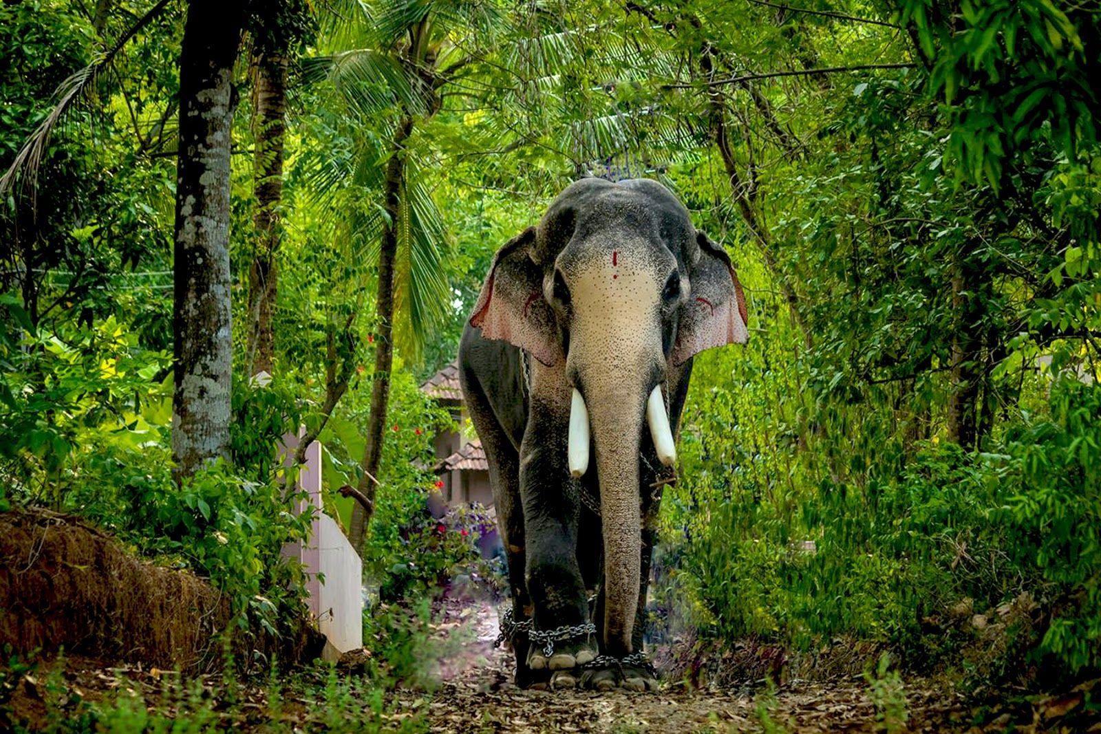 Kerala Elephant Wallpapers - Top Free Kerala Elephant Backgrounds ...