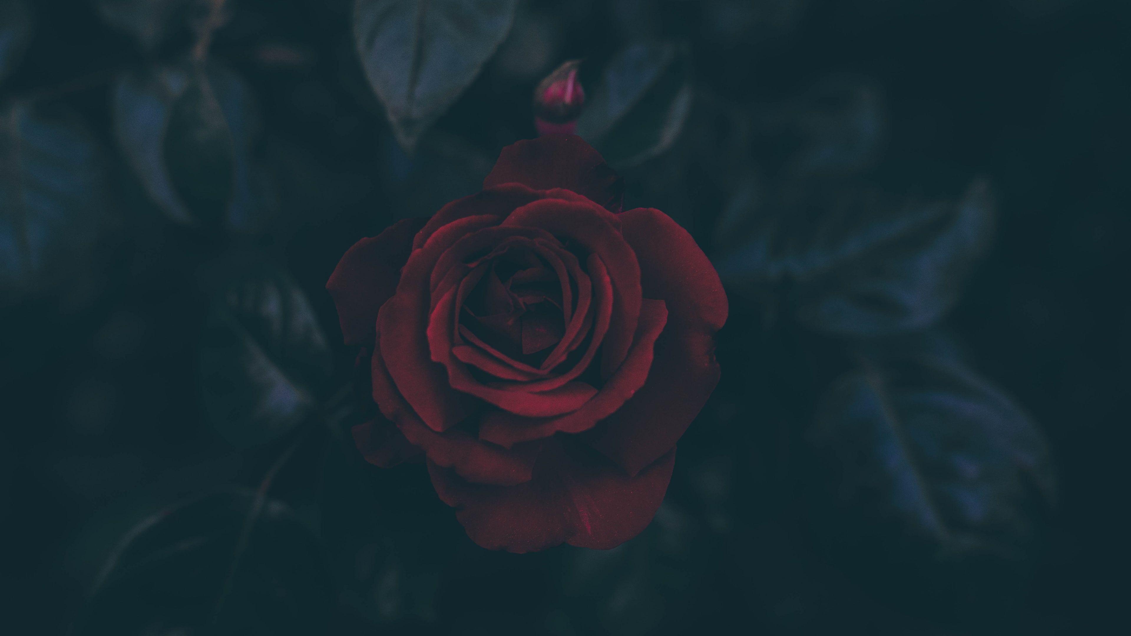 Red Rose 4K Wallpapers - Top Free Red Rose 4K Backgrounds - WallpaperAccess