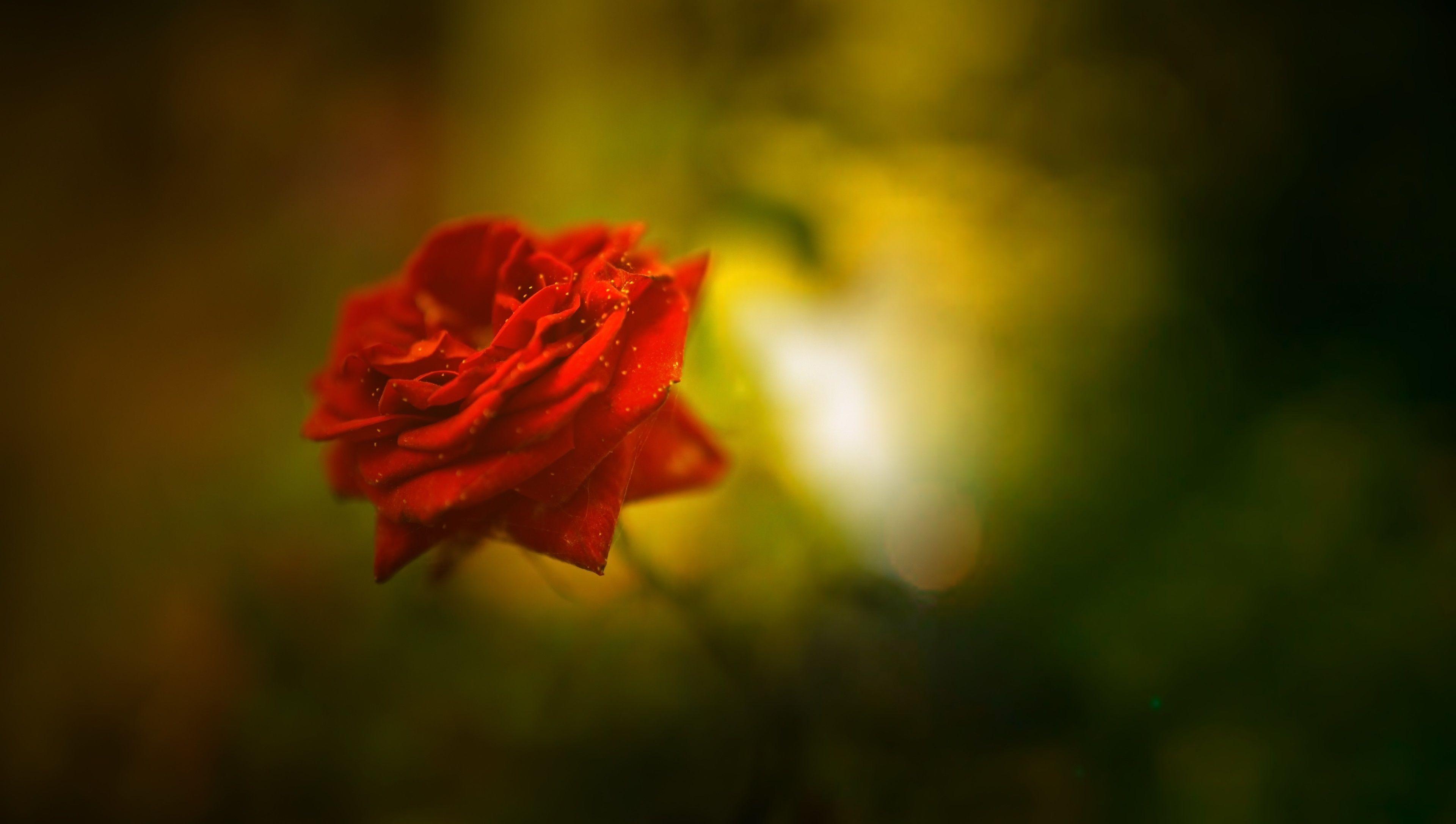 Red Rose 4K Wallpapers - Top Free Red Rose 4K Backgrounds - WallpaperAccess