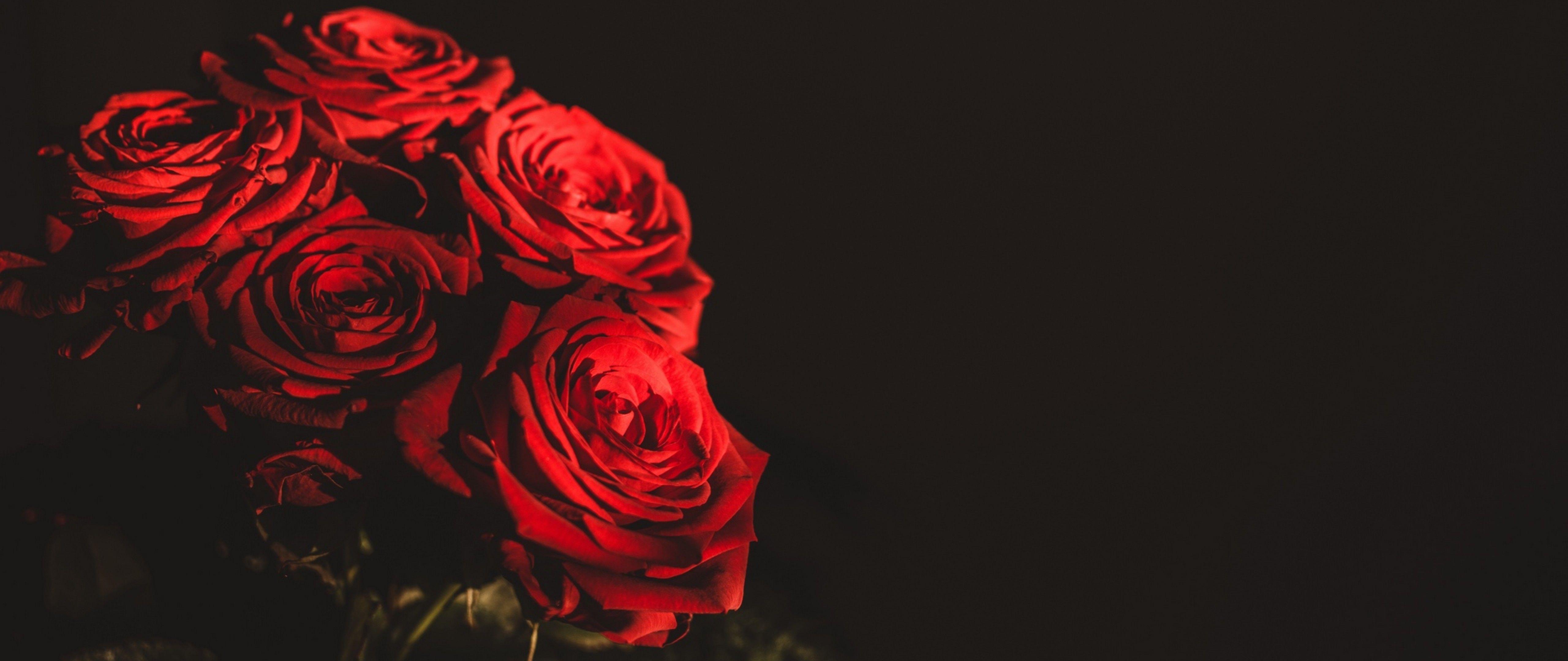 Red Rose 4K Wallpapers - Top Free Red Rose 4K Backgrounds - WallpaperAccess