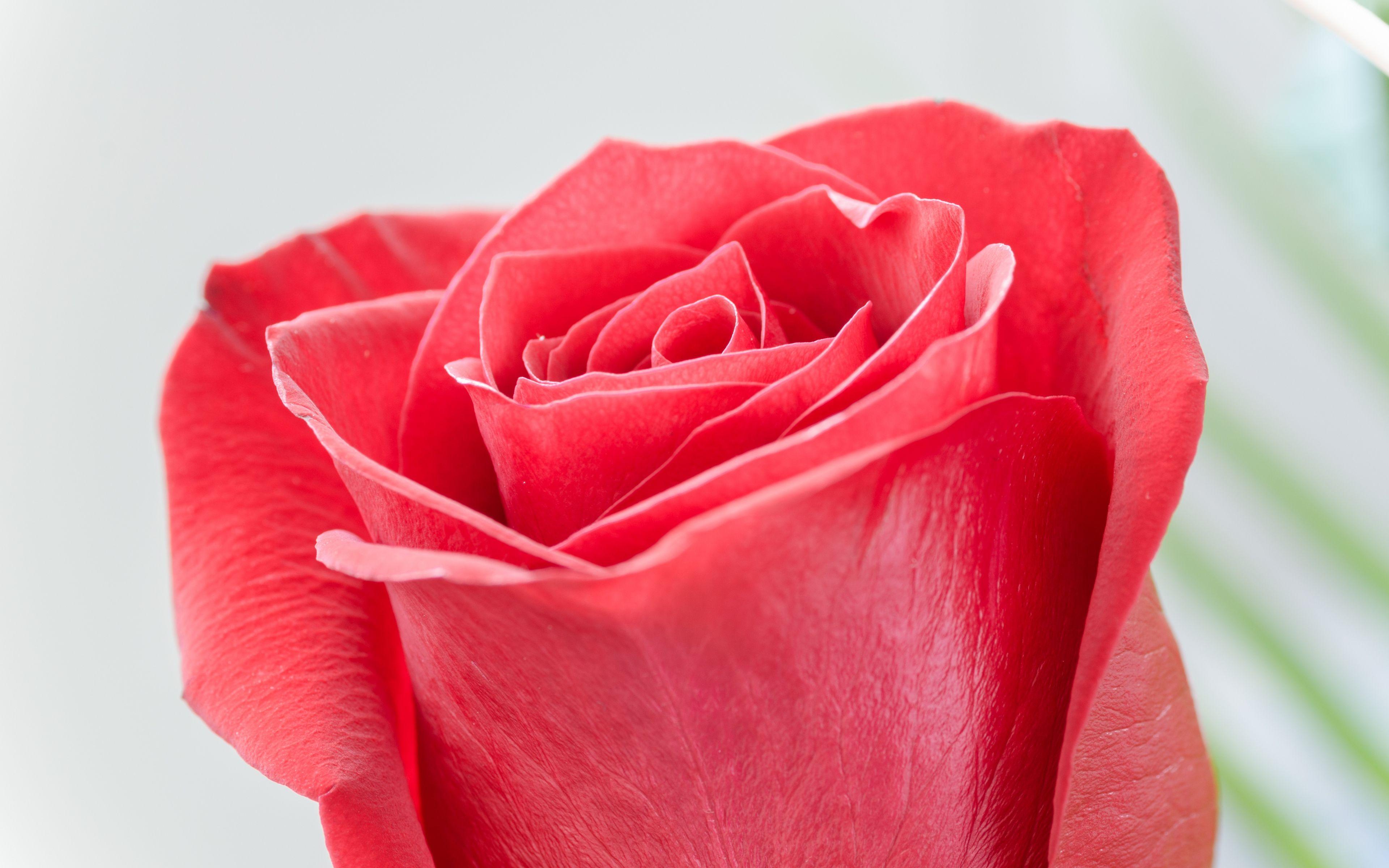 Red Rose 4K Wallpapers - Top Free Red Rose 4K Backgrounds - WallpaperAccess